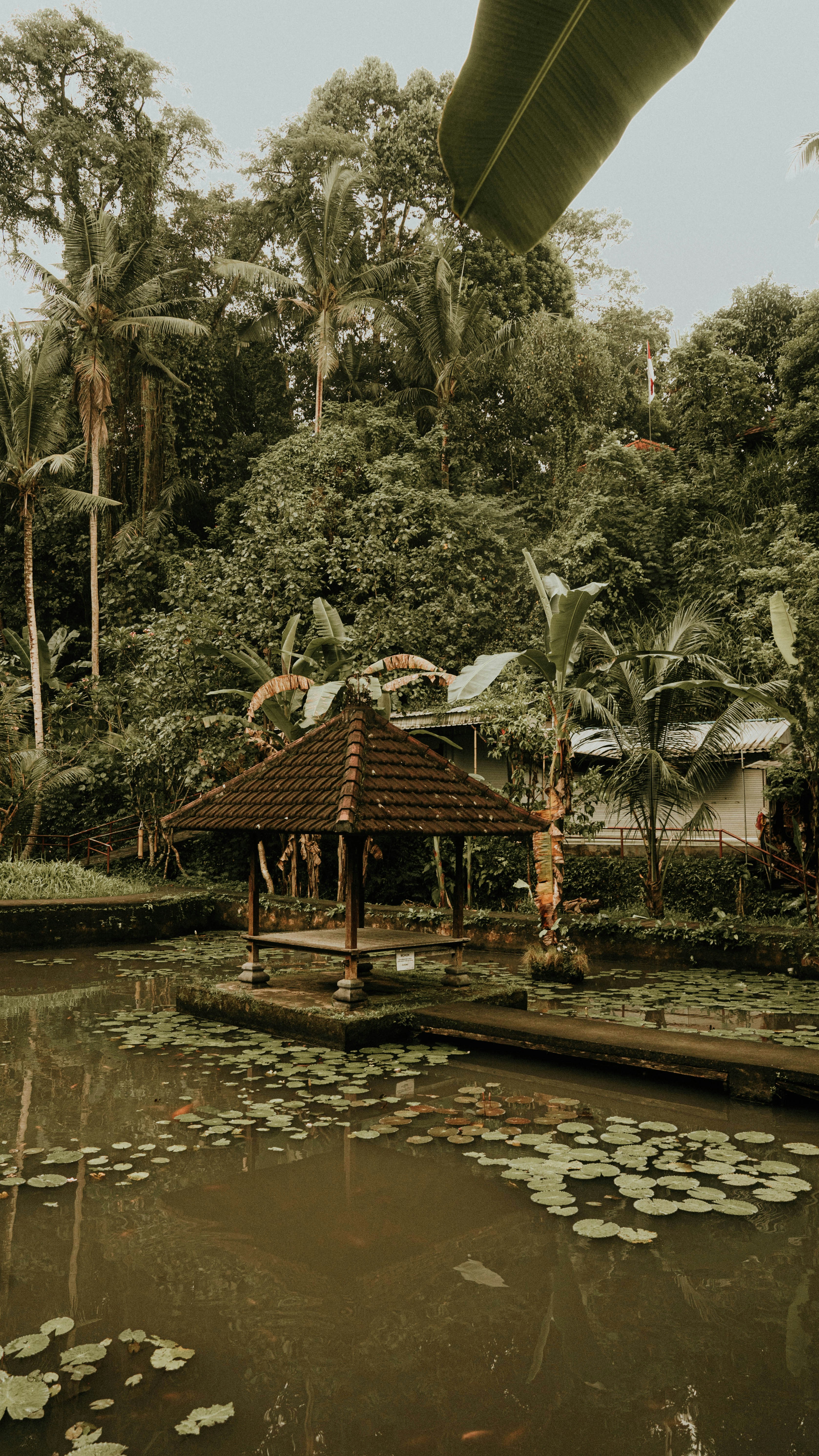 Lily-Pond Sanctuary: A Rustic Pavilion Amid Tropical Foliage