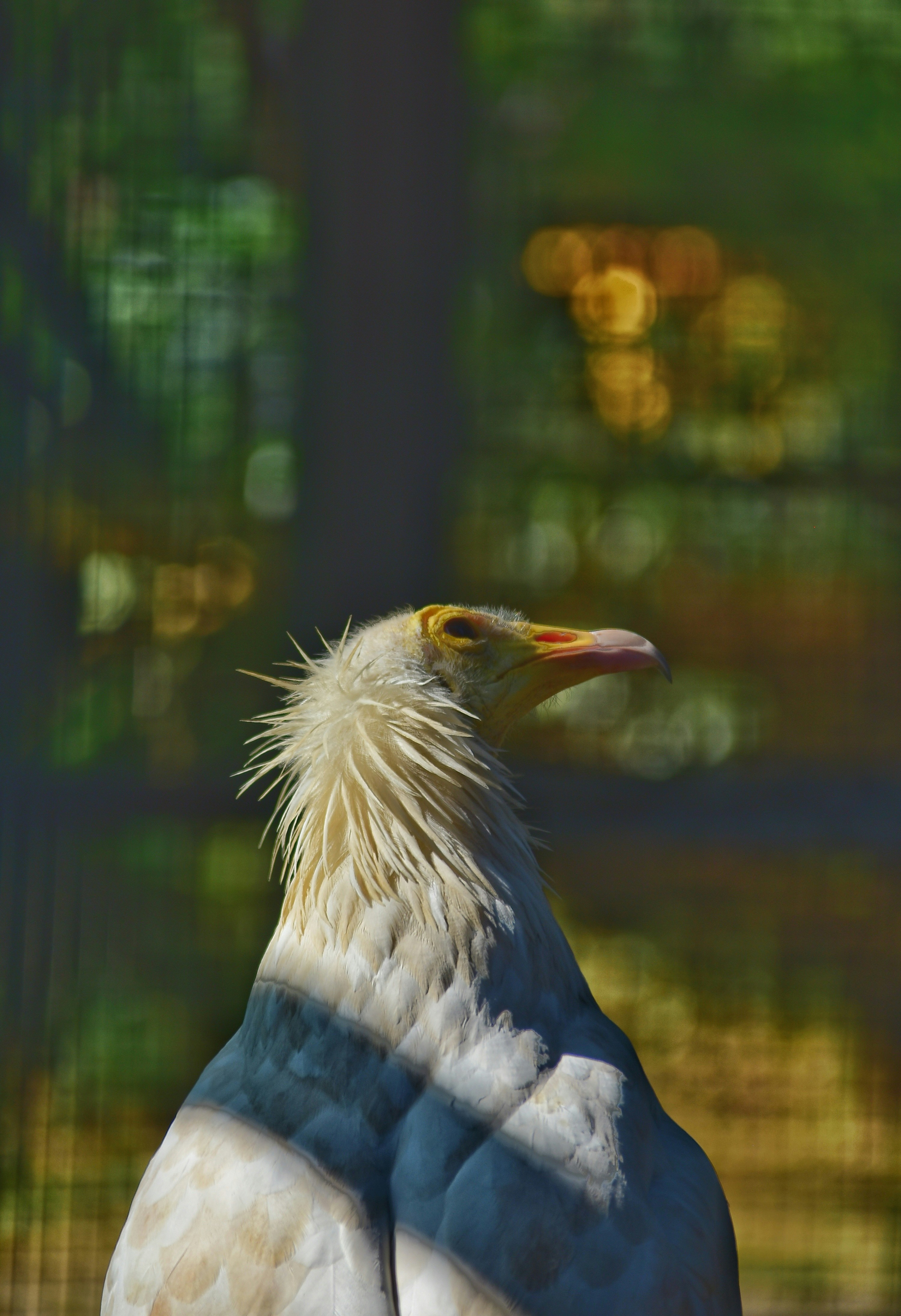 The most upright of all birds, vultures don't harm even the tiniest living thing. The vulture will arrive if you fear it. If you have no fear, you are the vulture.