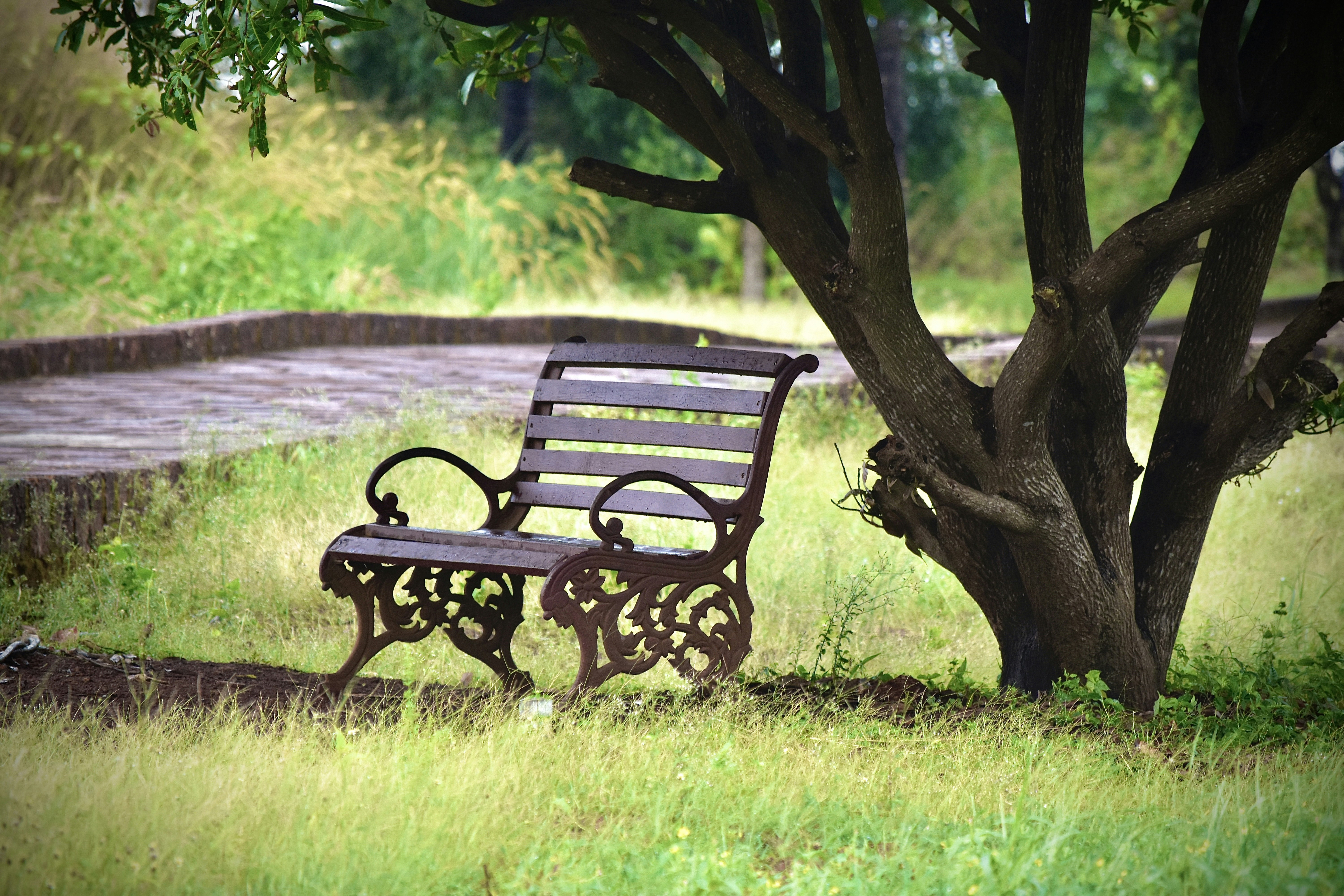 A wooden bench sitting next to a tree photo – Free Bekal kayal Image on ...