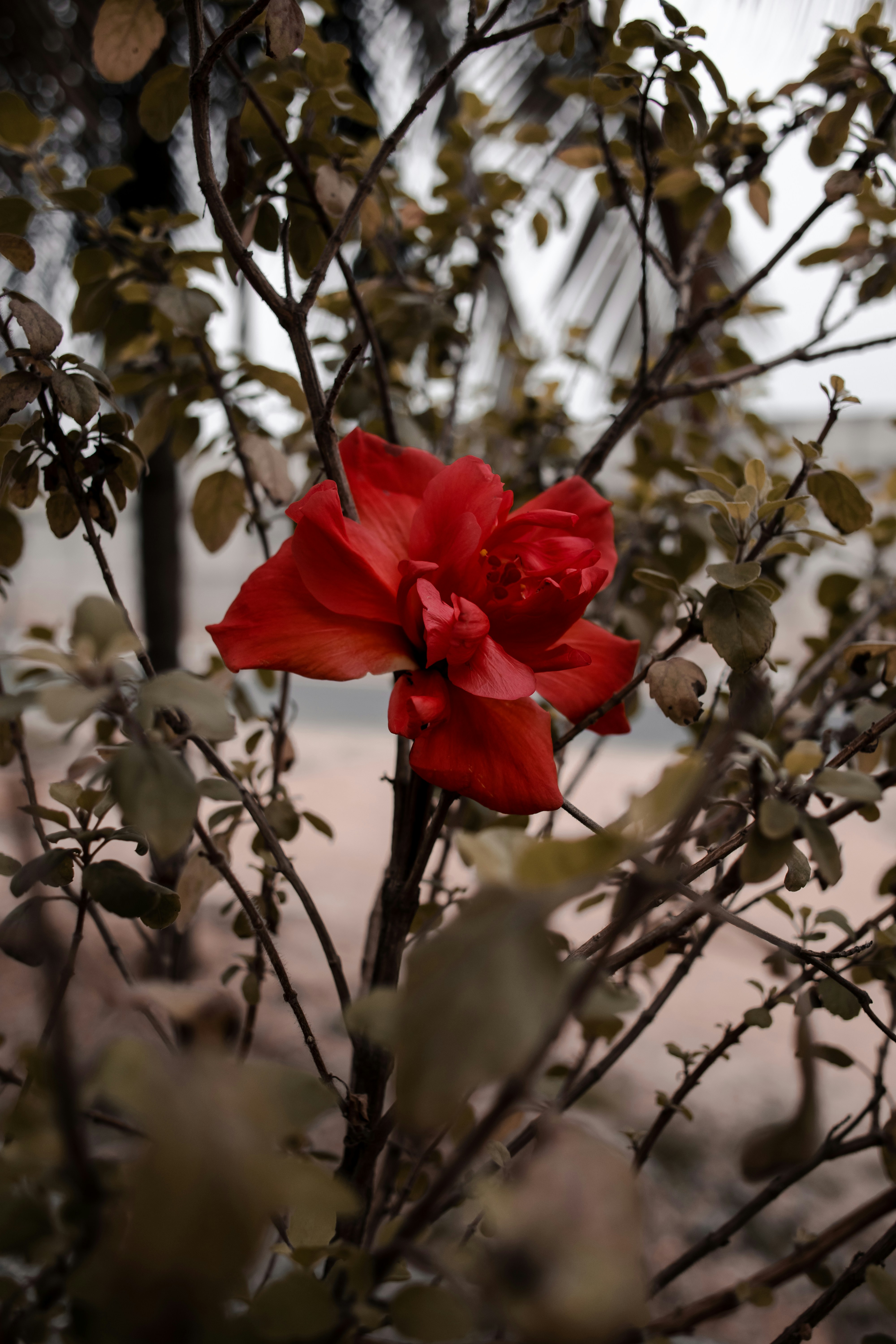 Une fleur rouge qui pousse dans un arbre photo – Photo Fleur Gratuite ...