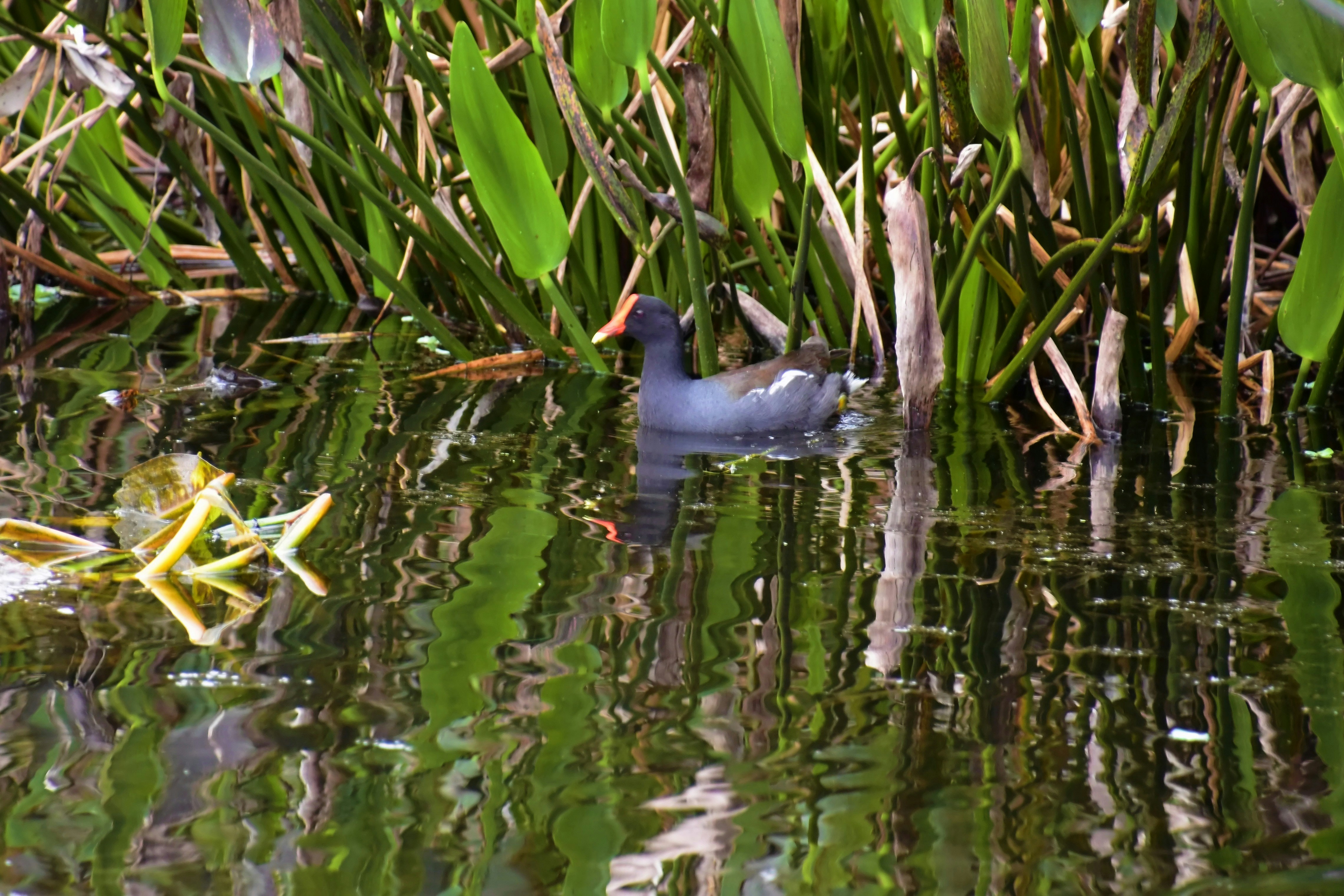 Emerald Glide: A Grebe Carves Through Reeds
