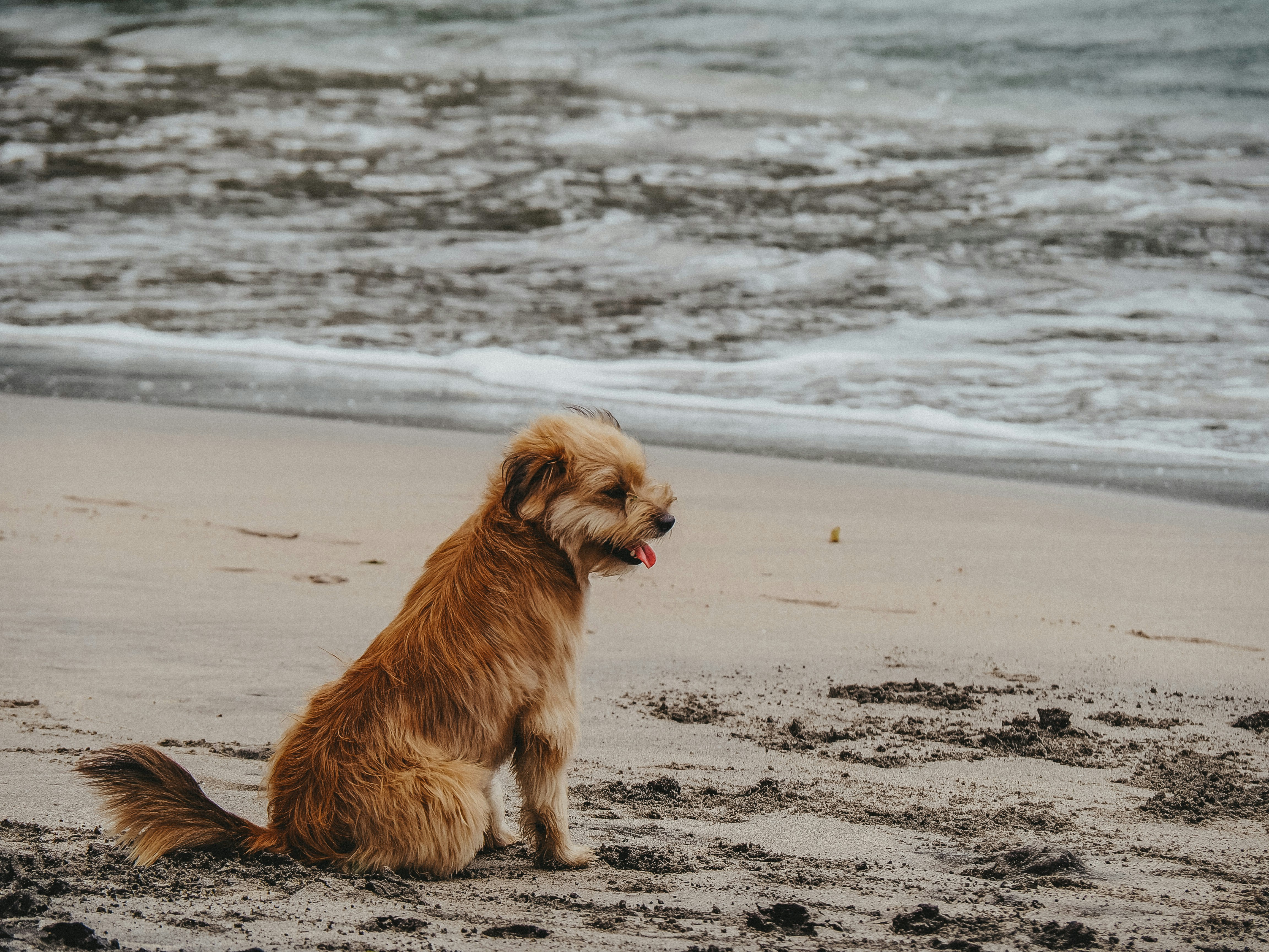 A small, golden dog sits calmly on the sandy beach, gazing at the waves rolling in. The scene captures a peaceful moment by the ocean.