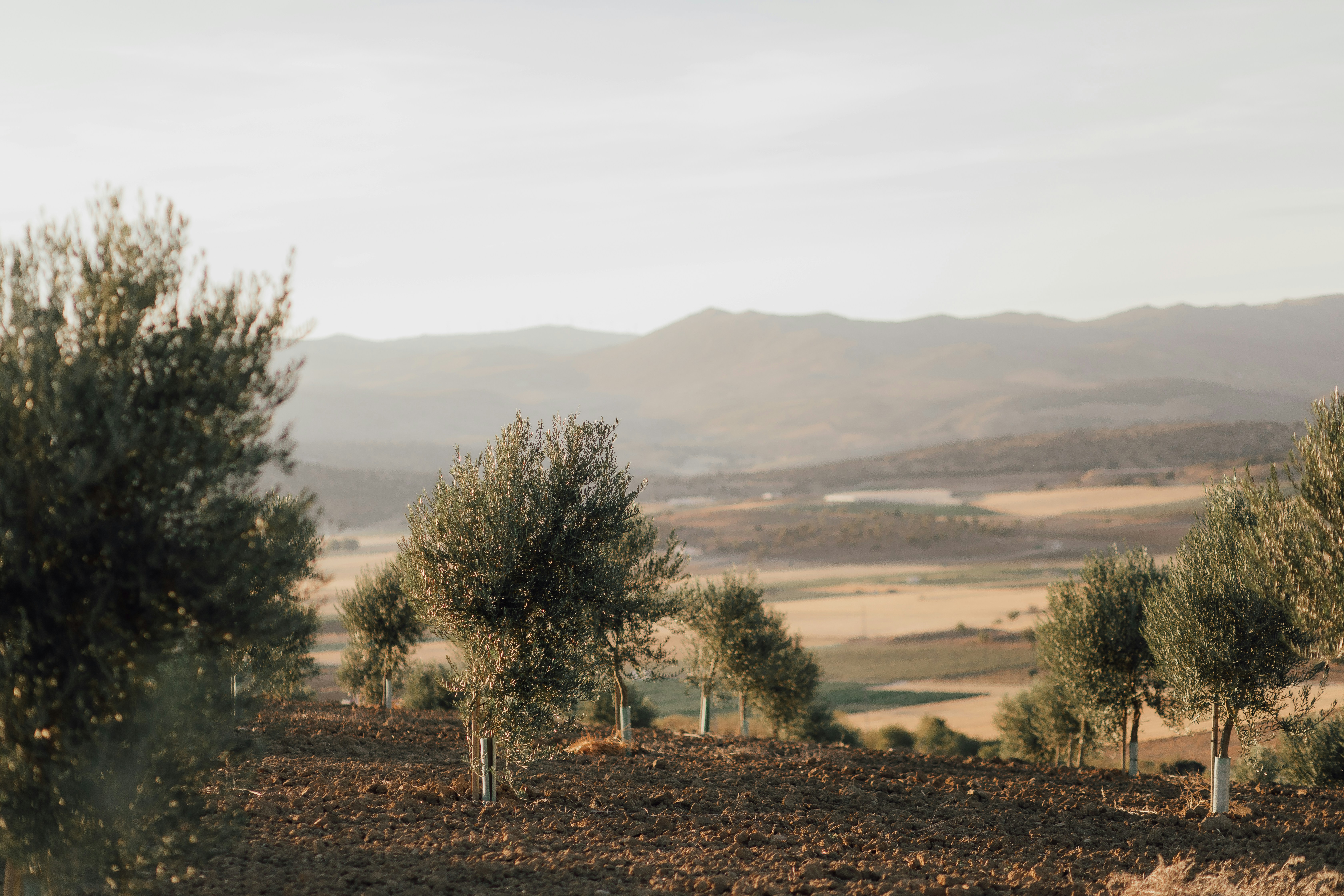 Foto Un grupo de árboles en una colina con montañas al fondo – Imagen ...
