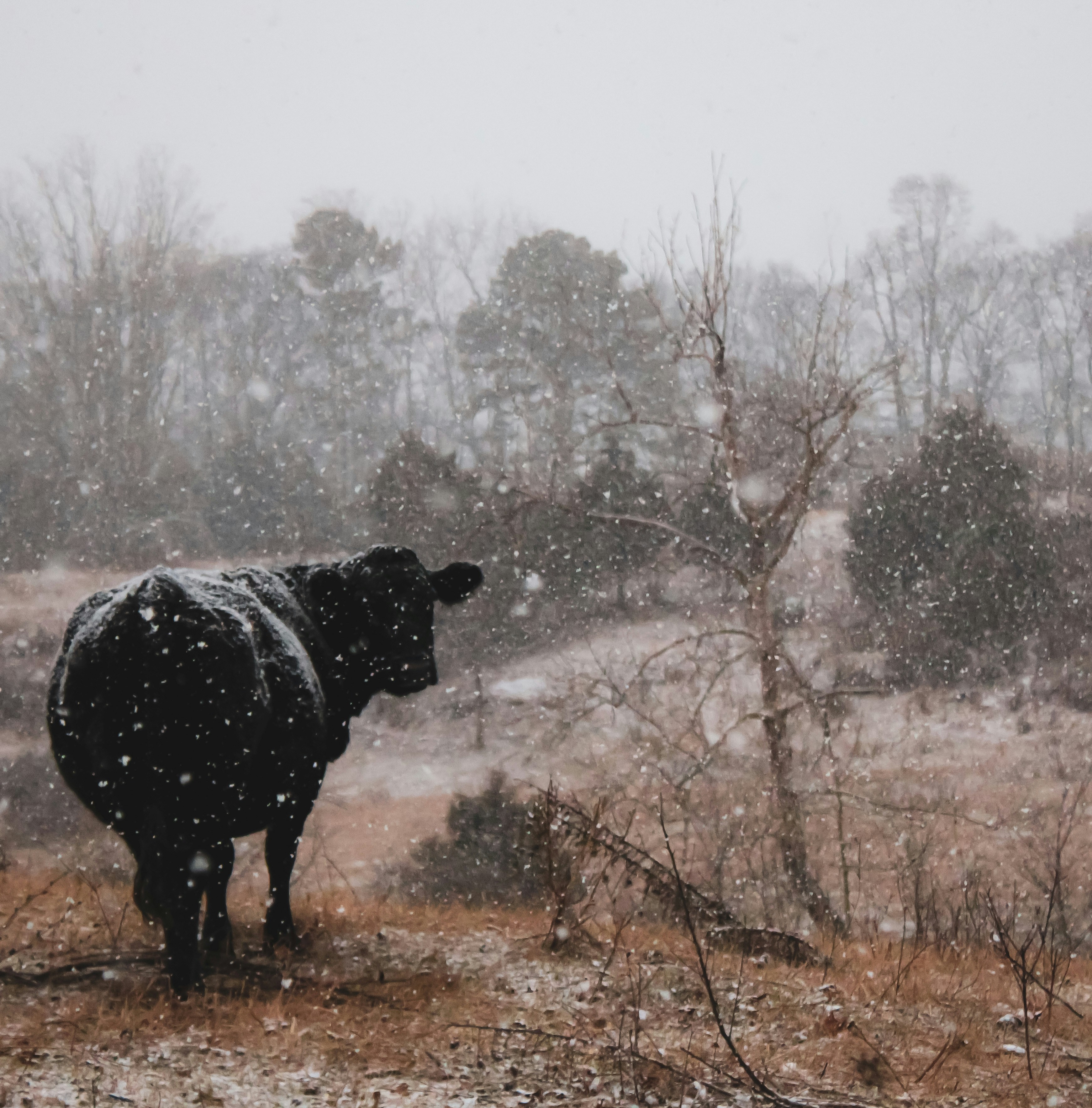 A black cow standing in a snowy field photo – Free Cow Image on Unsplash