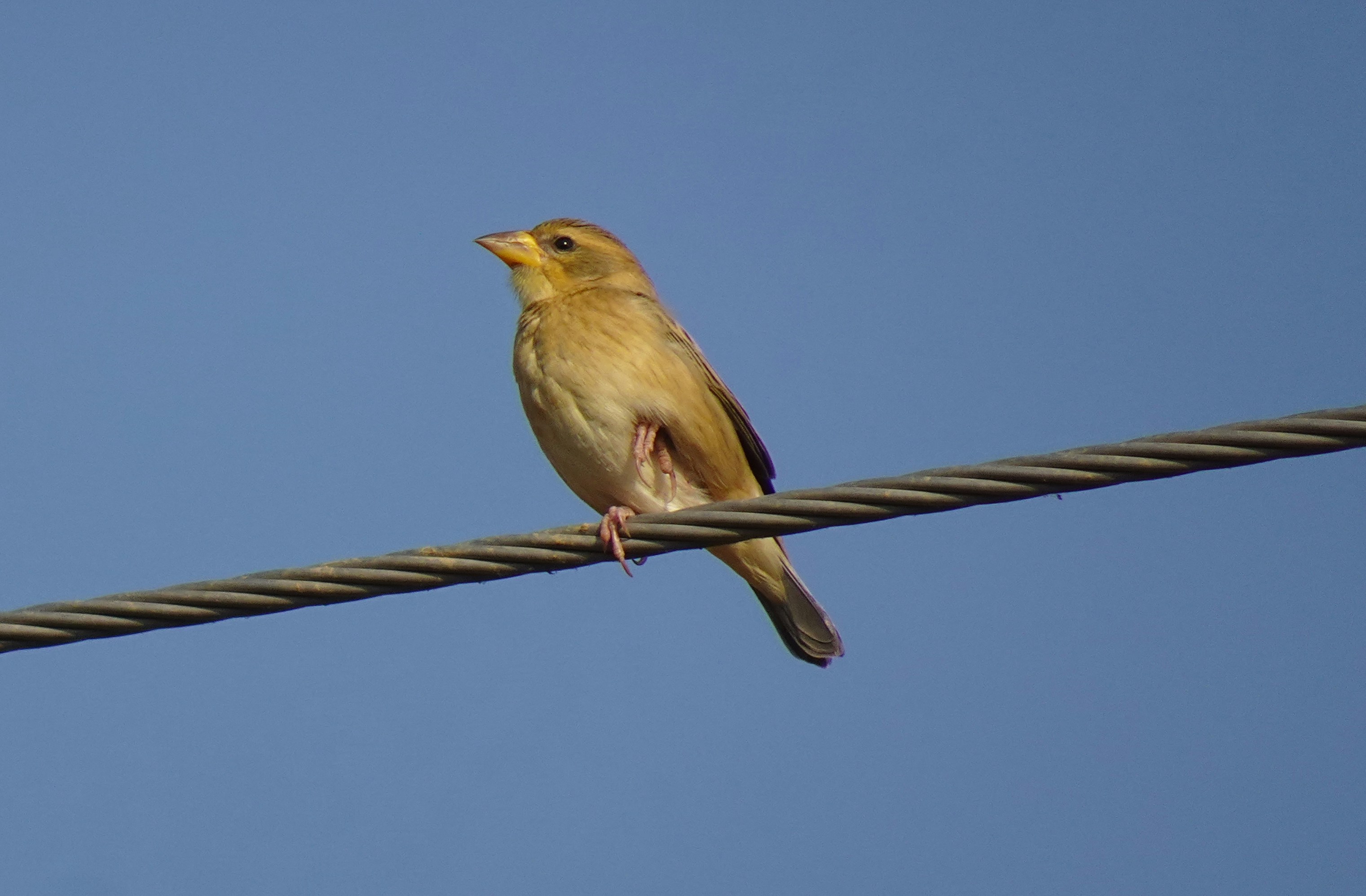 A small bird perched on a wire against a clear blue sky, showcasing its delicate features and vibrant plumage.