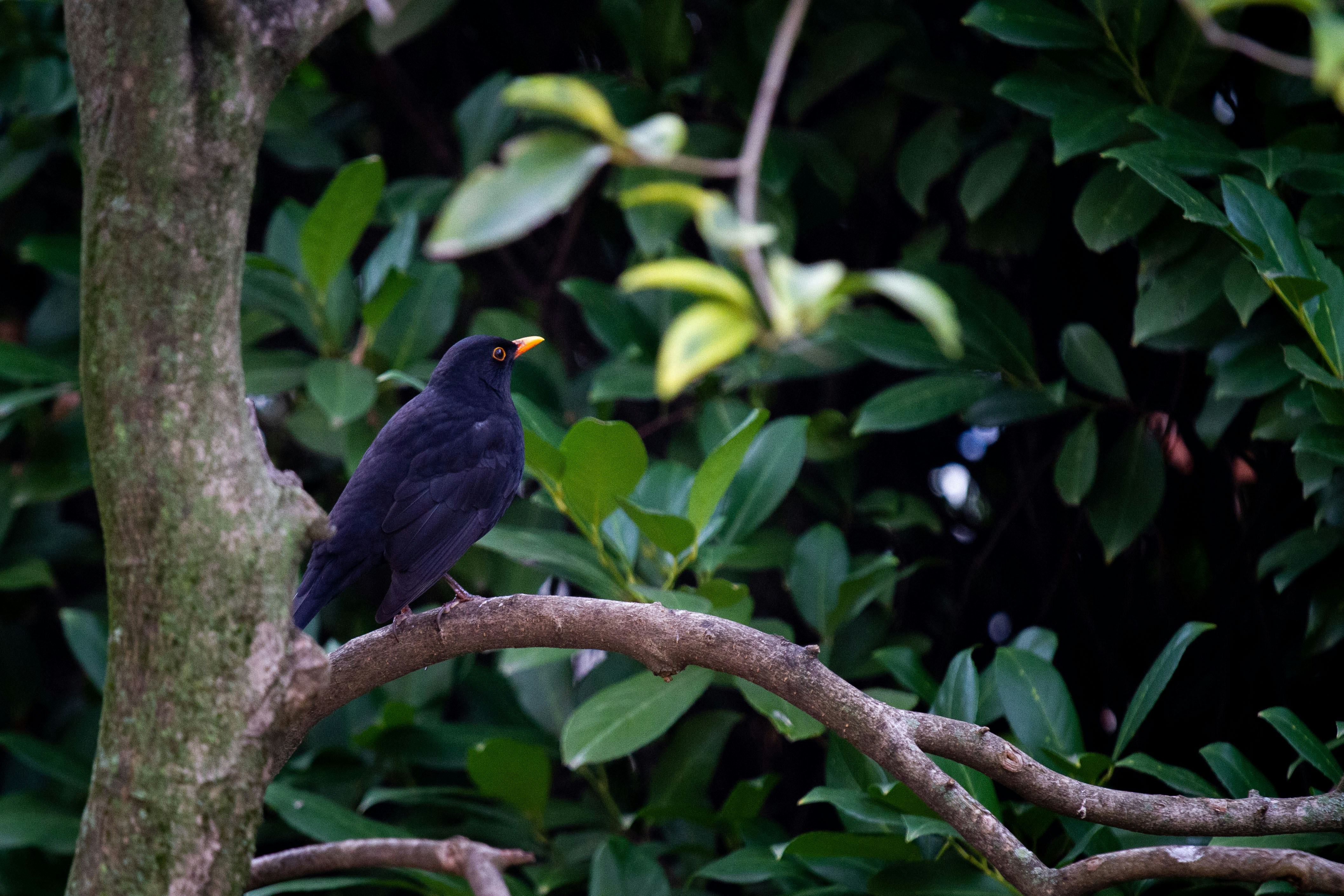 Black Songbird on a Curved Branch Amid Dense Foliage