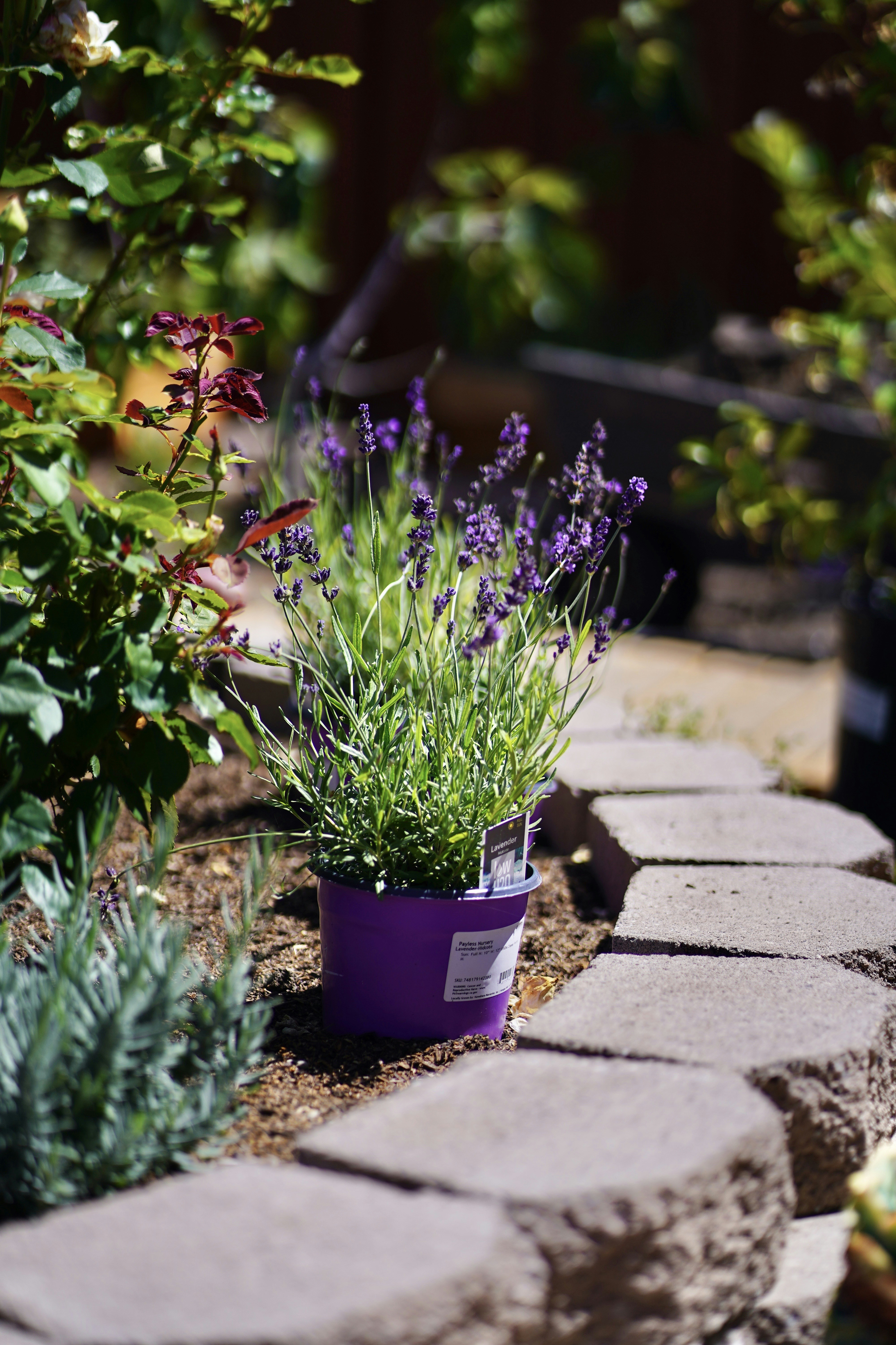 Une plante violette en pot assise au sommet d’une passerelle en pierre ...