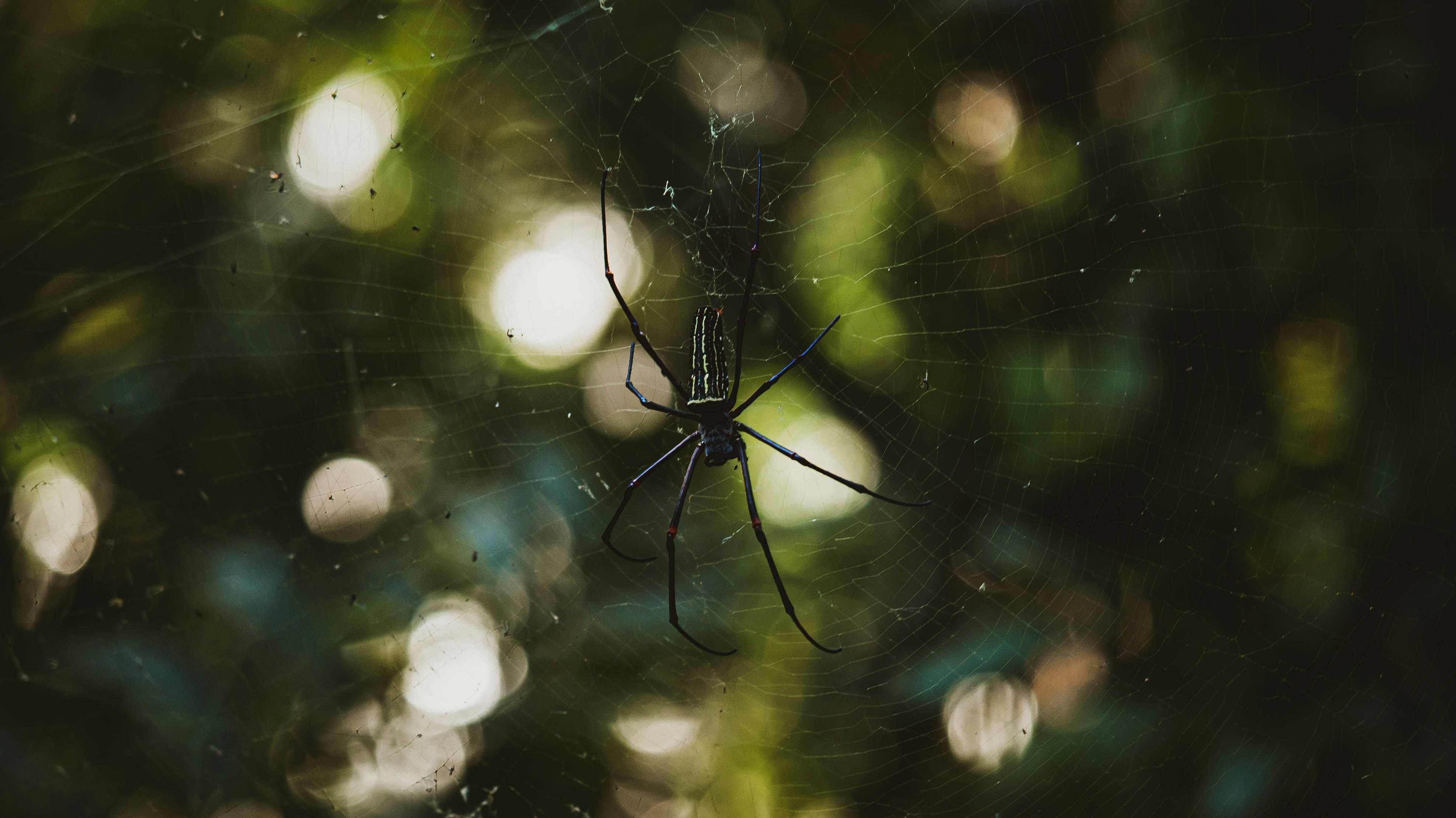 A spider sitting on its web in the middle of a forest photo – Free ...