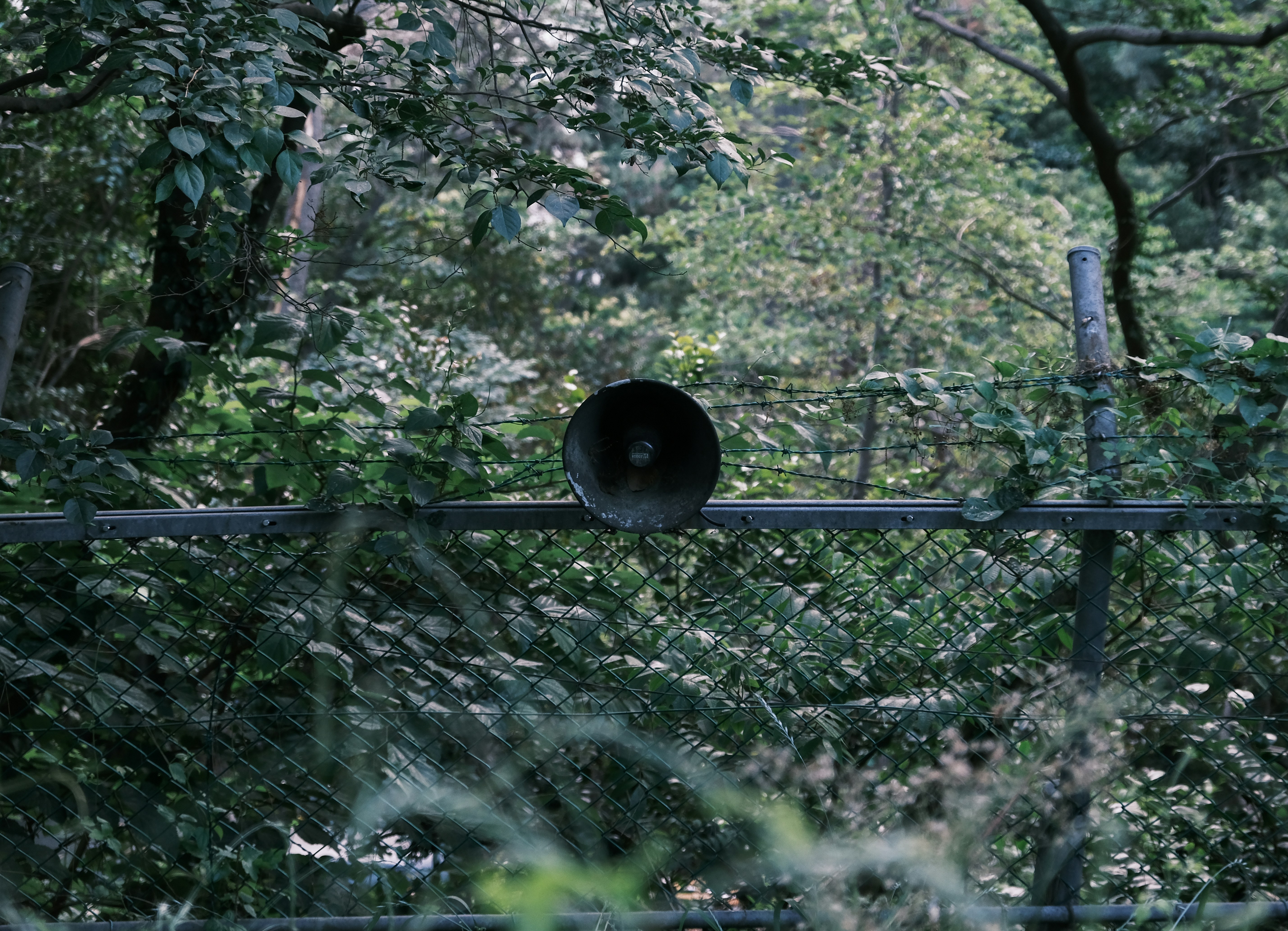 Lone Horn on a Weathered Fence Framed by Verdant Overgrowth