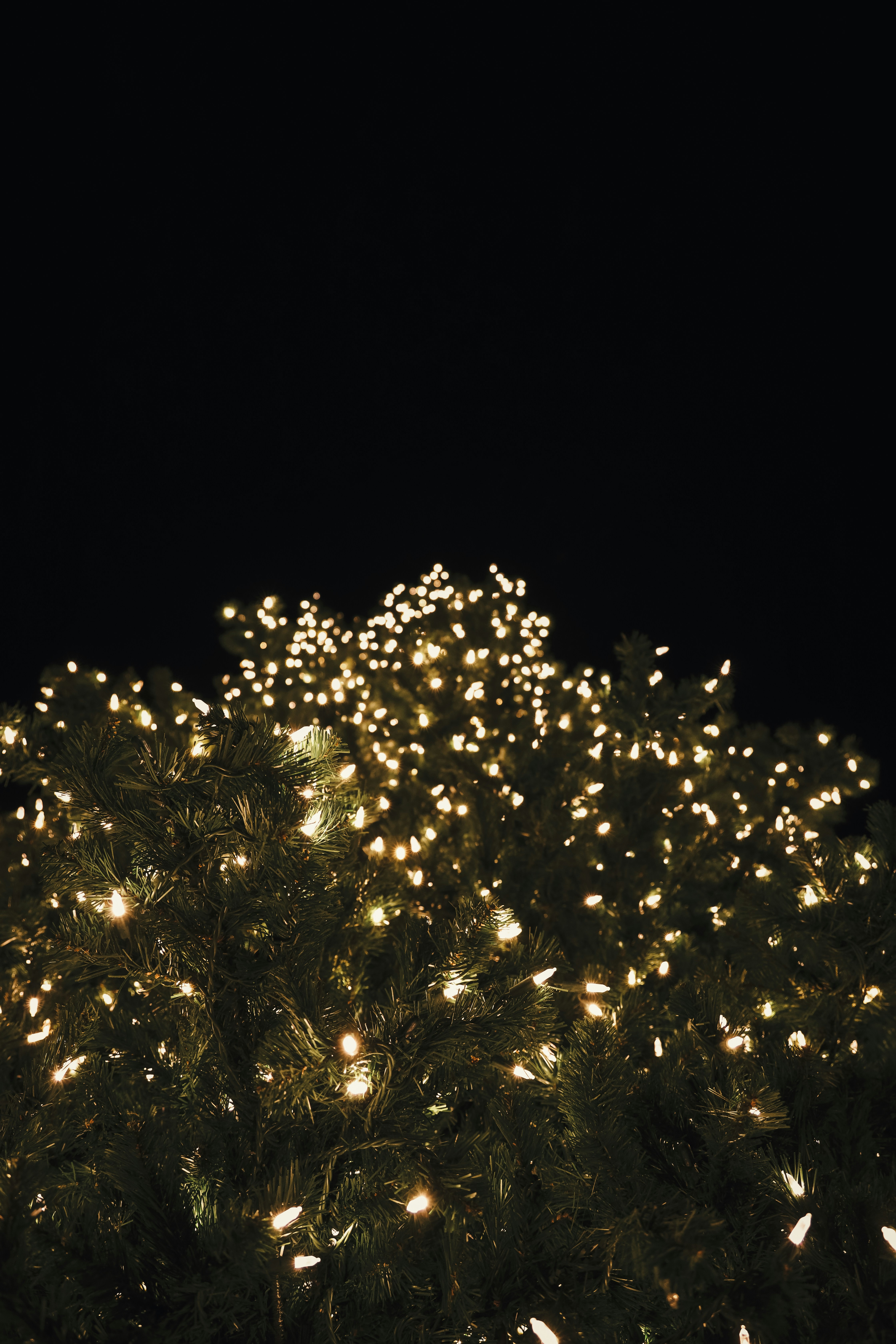 Photo by Lily Miller with Canon EOS R