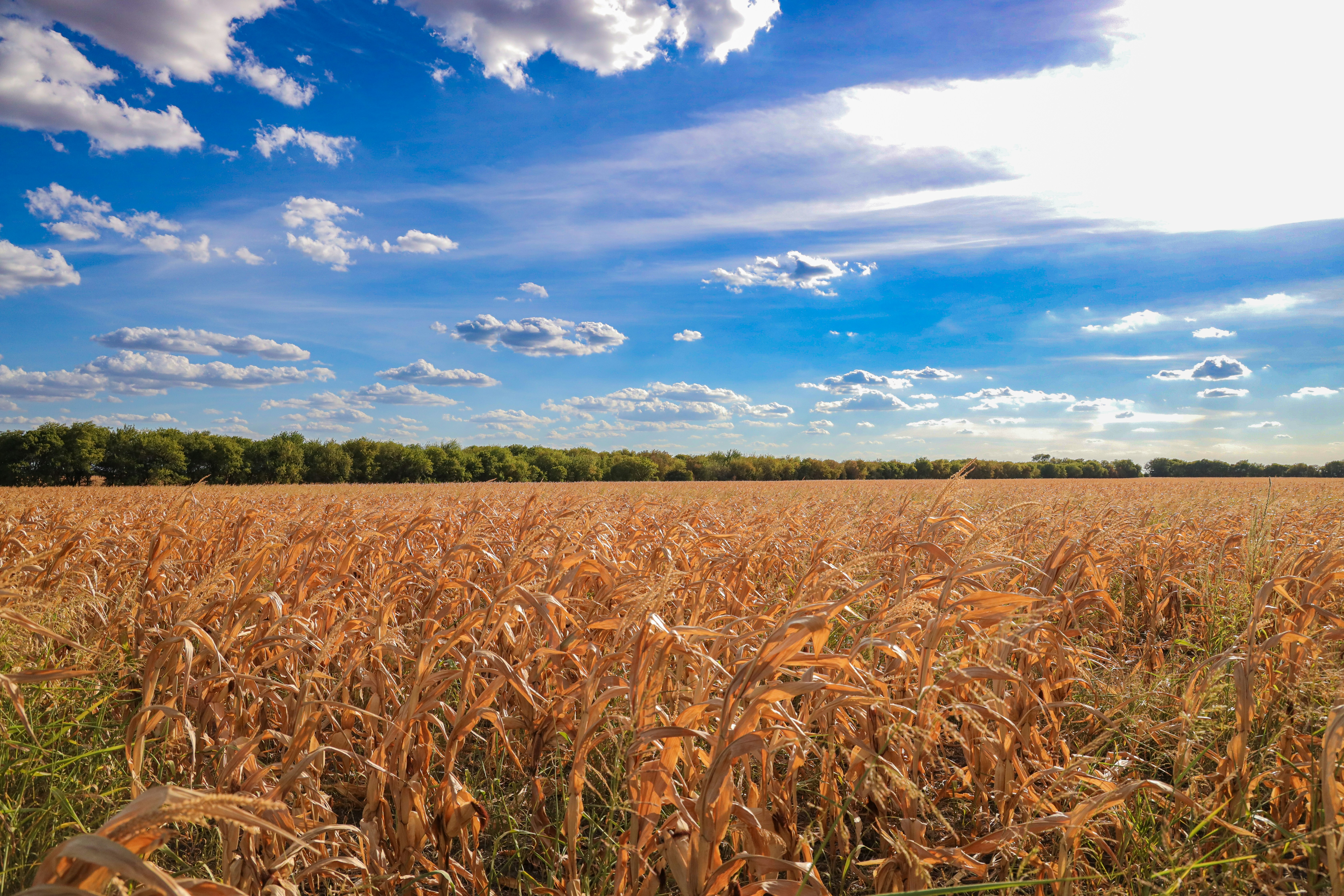 Vast wheat field stretches to the horizon beneath a vibrant blue sky dotted with fluffy clouds.