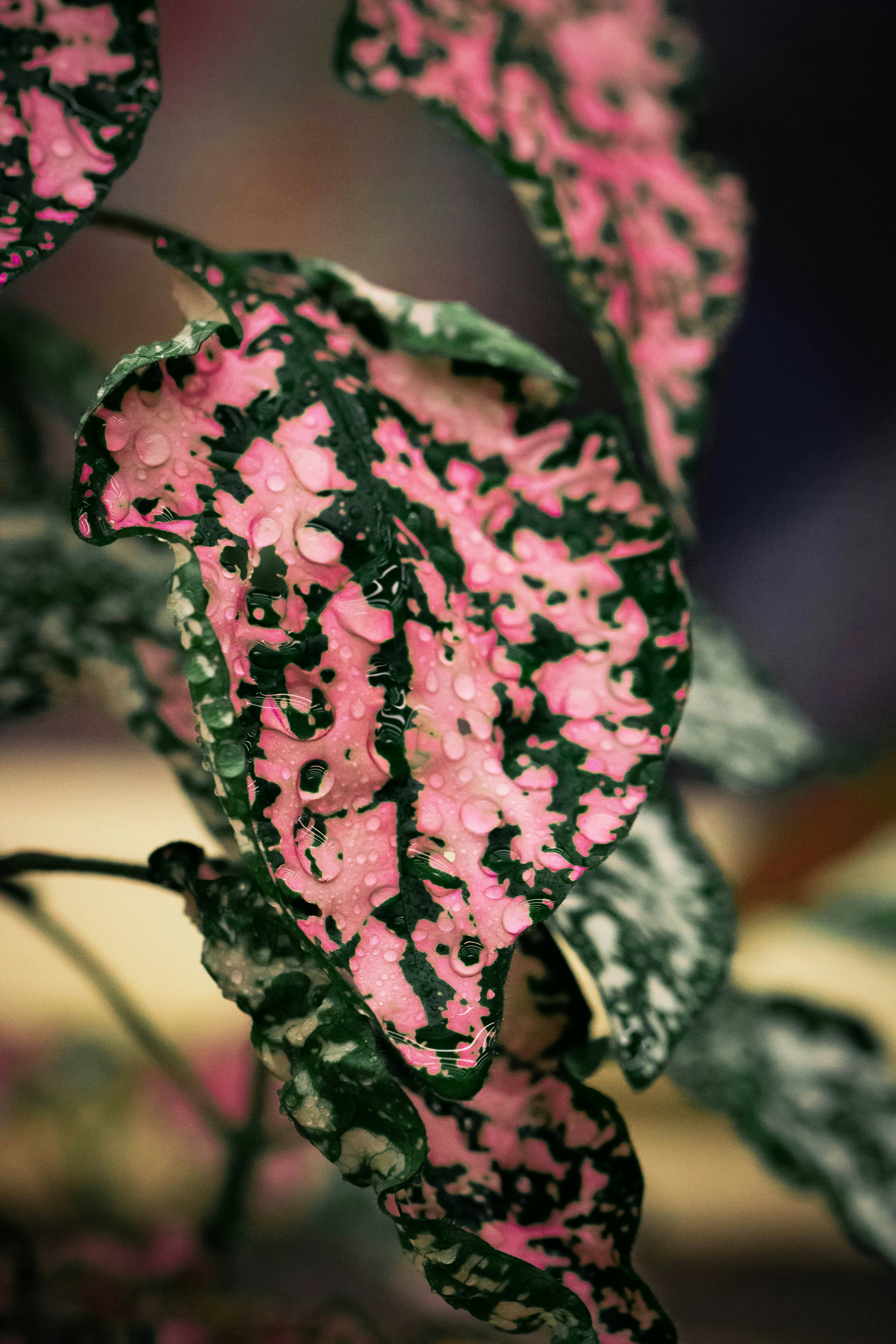 Dew on Pink-Splashed Foliage: A Close-Up of Color and Texture