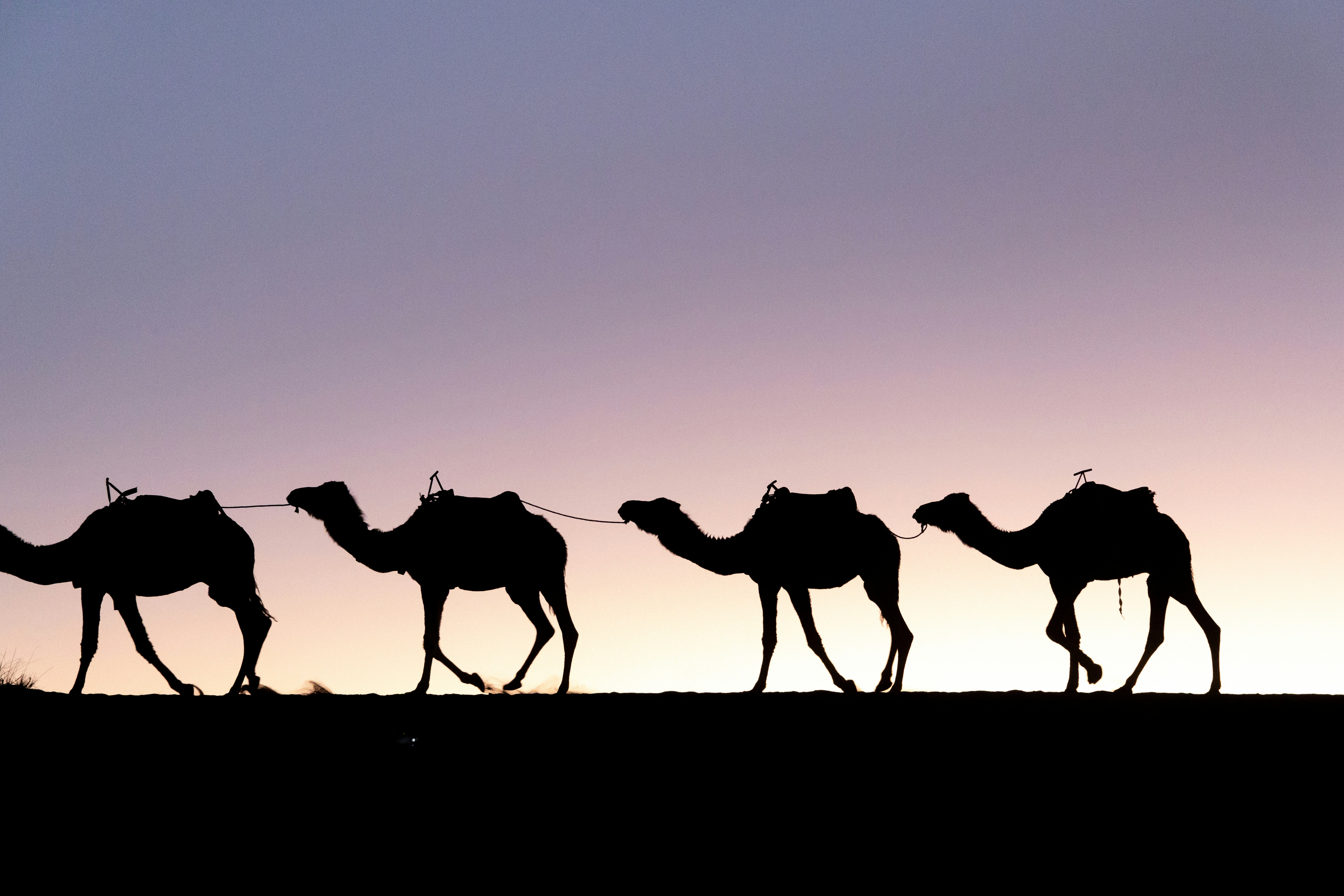 A line of camels walking across a field photo – Free Animal Image on ...
