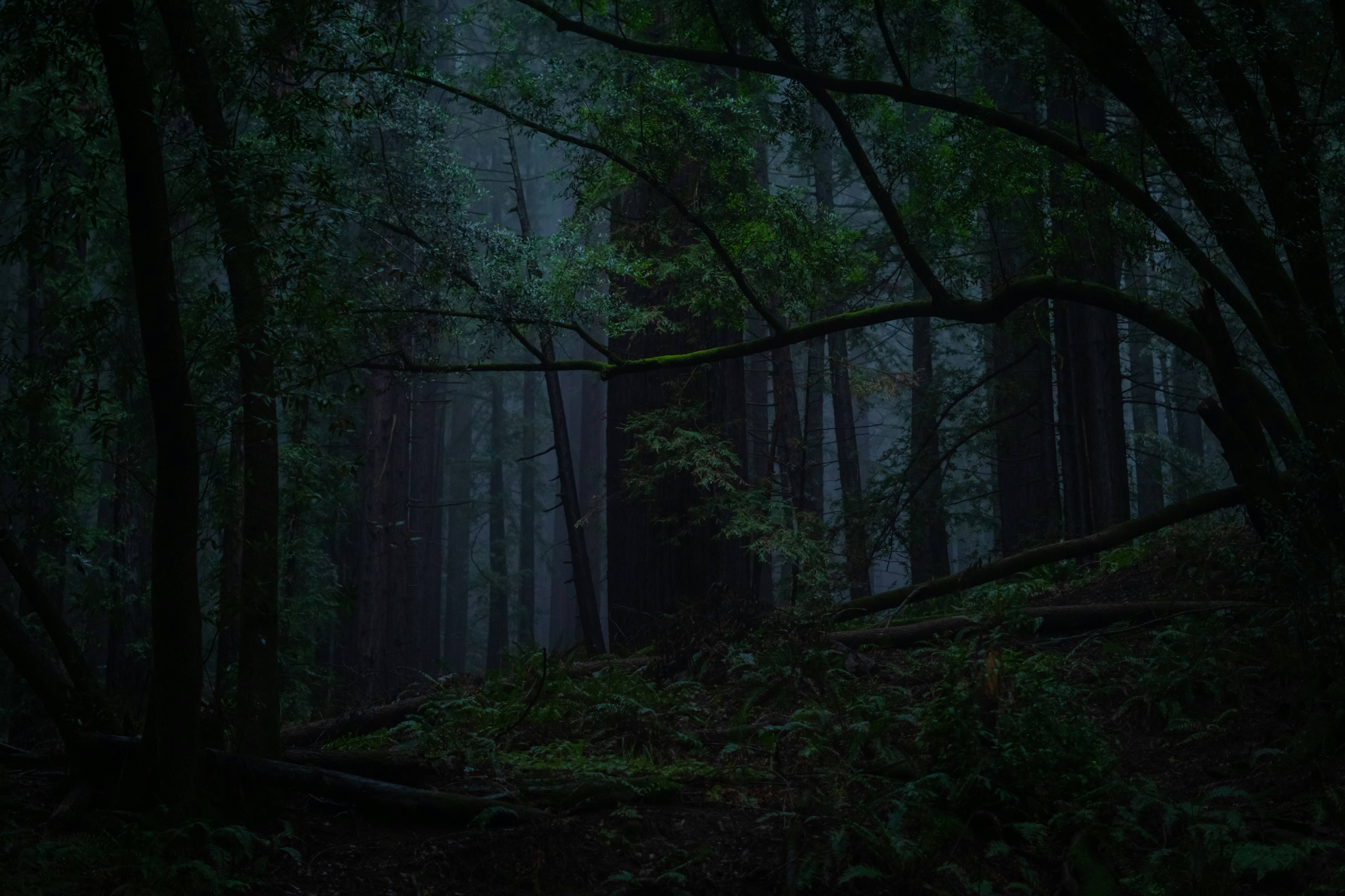 A dark forest filled with lots of trees photo – Free Reinhardt redwood ...