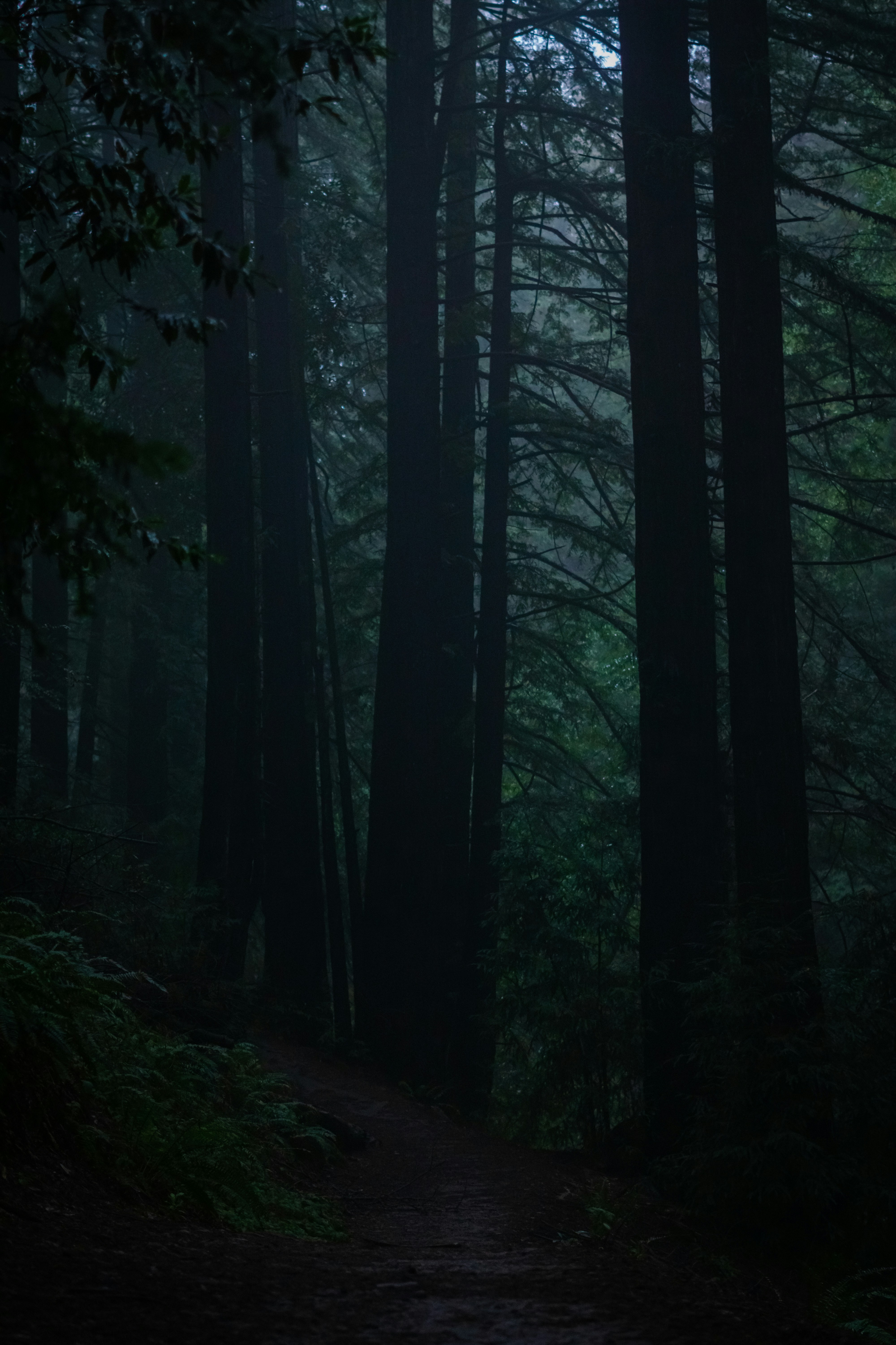 Un chemin à travers une forêt sombre avec beaucoup d’arbres photo ...