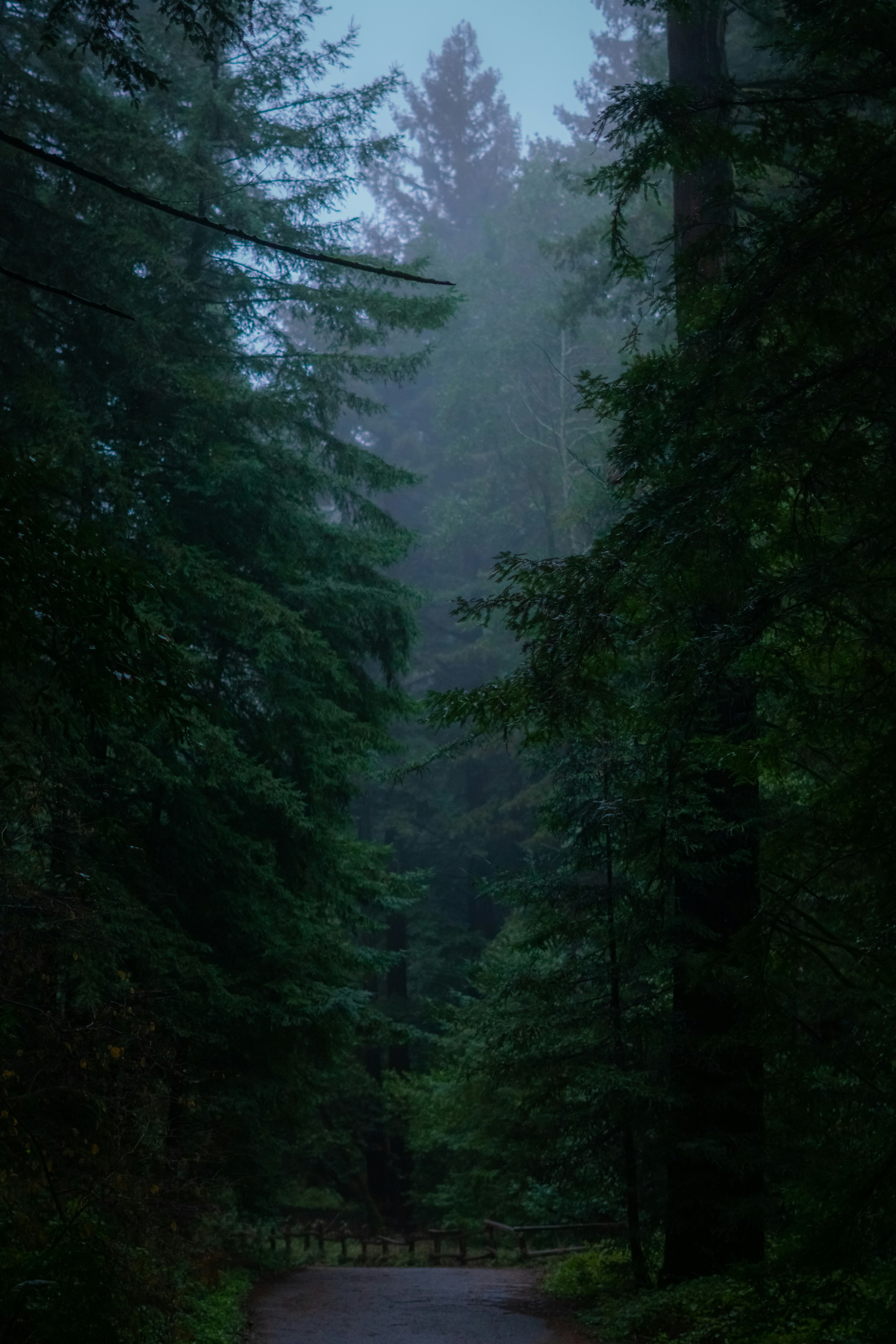 A road in the middle of a forest at night photo – Free Reinhardt ...