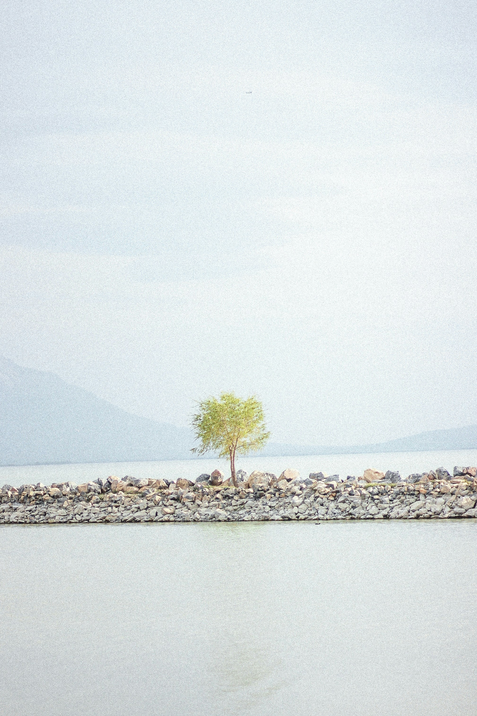 A lone tree sitting on the edge of a body of water photo – Free Provo ...