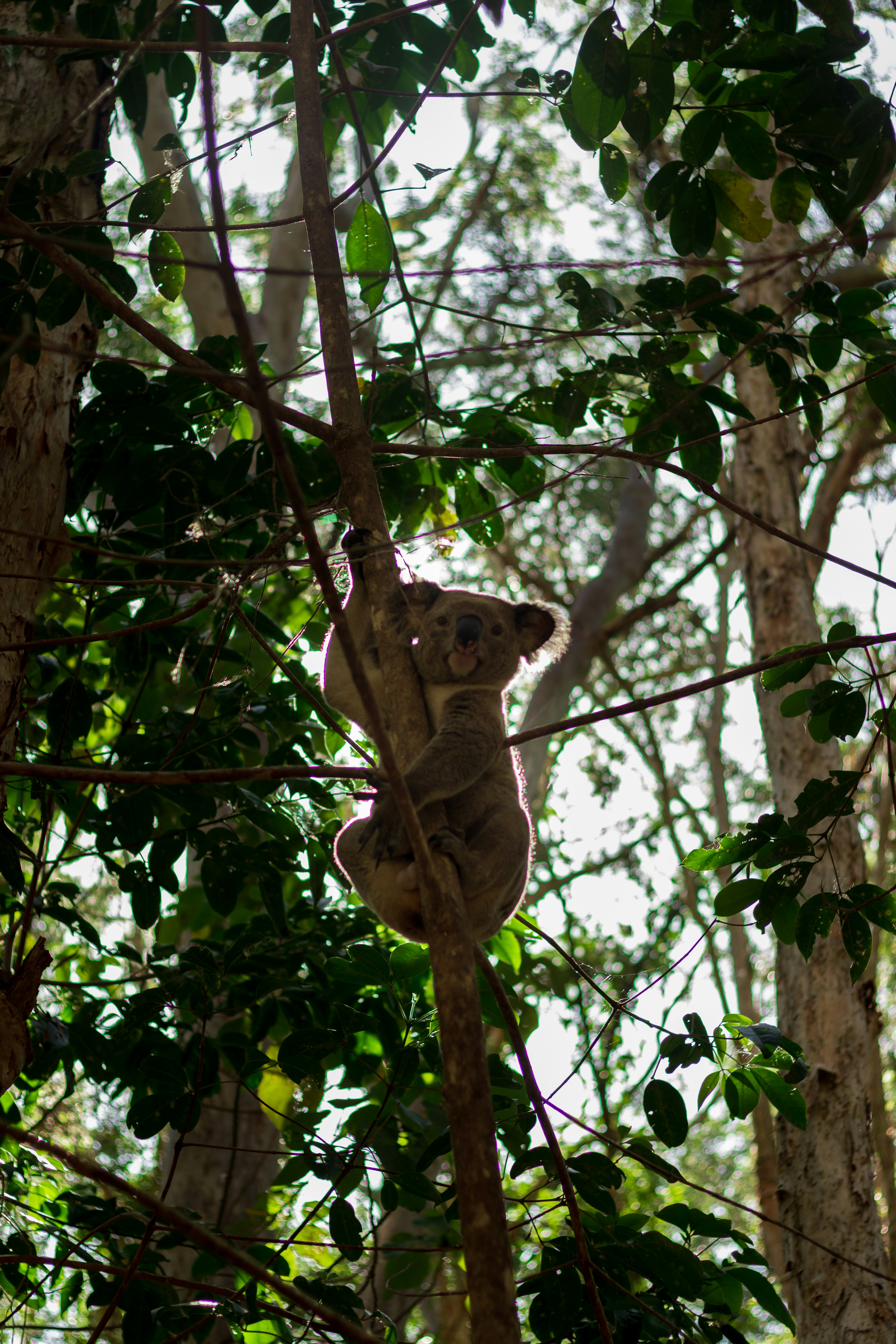 A koala hanging from a tree in a forest photo – Free Jungle Image on ...