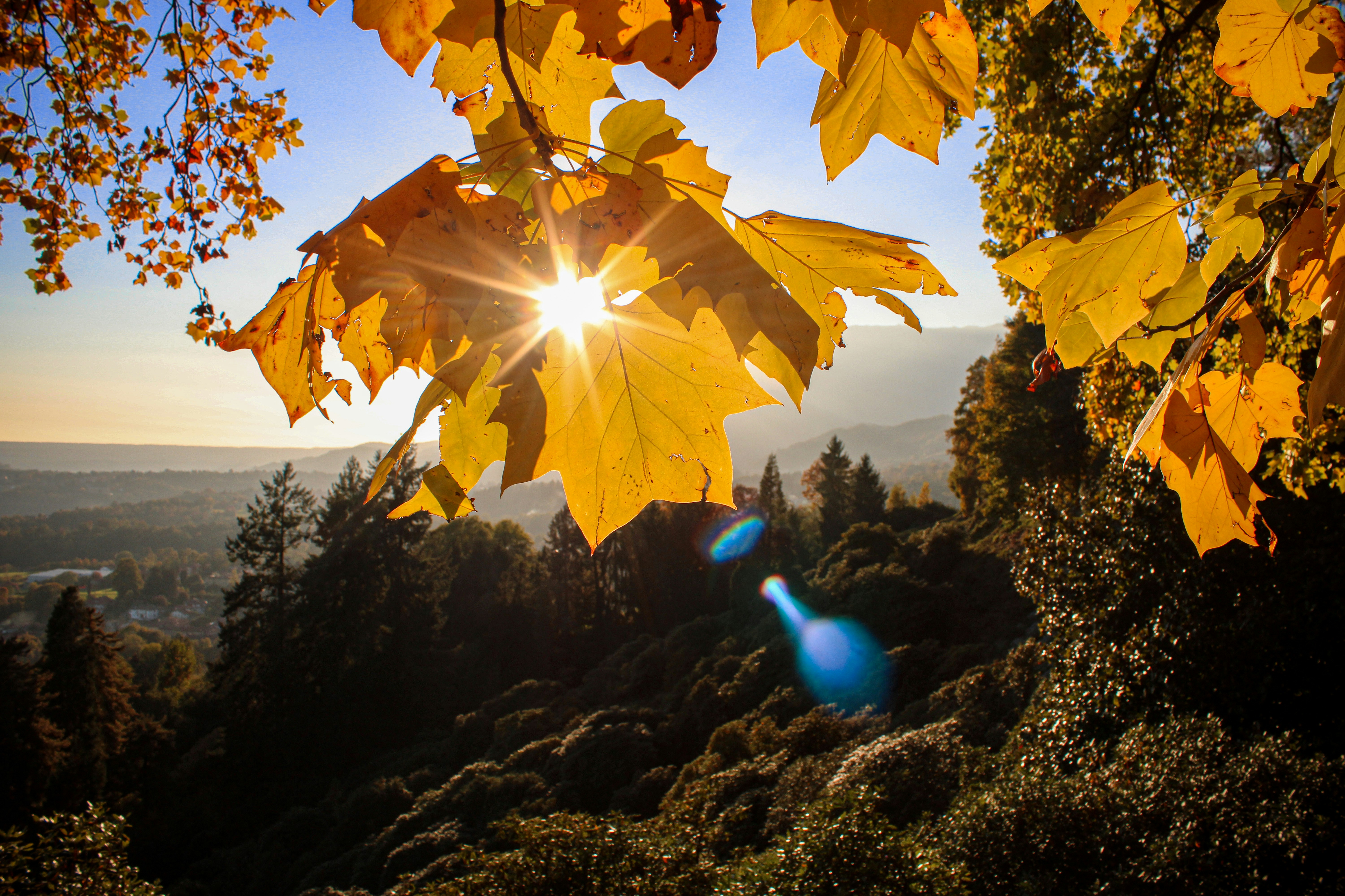 Golden Canopy Illuminating the Forest