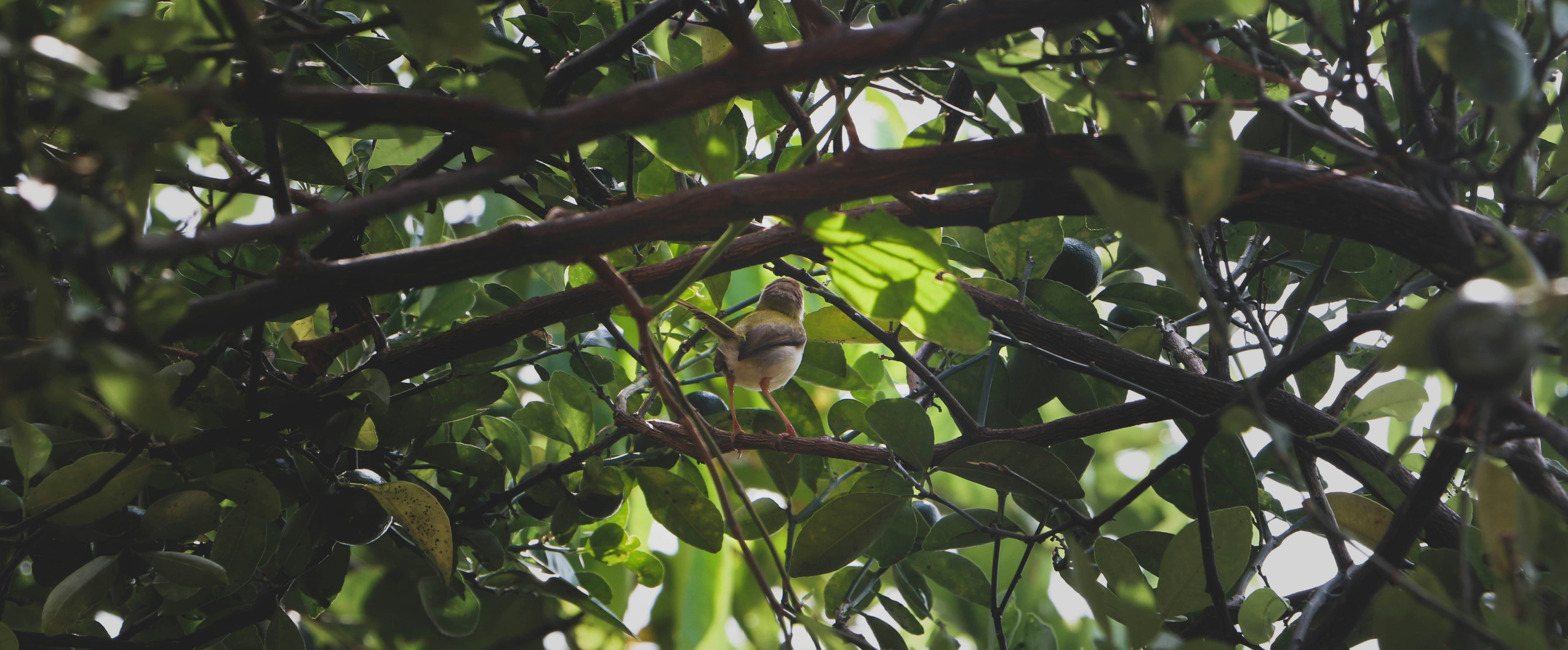 A small bird perched amidst a tangle of branches and vibrant green foliage, creating a serene moment in nature.