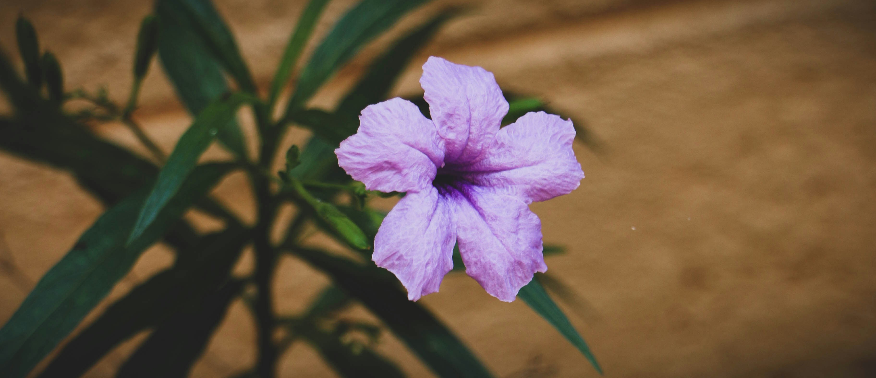 Violet Petunia in Focus Against a Sun-Washed Sand Backdrop