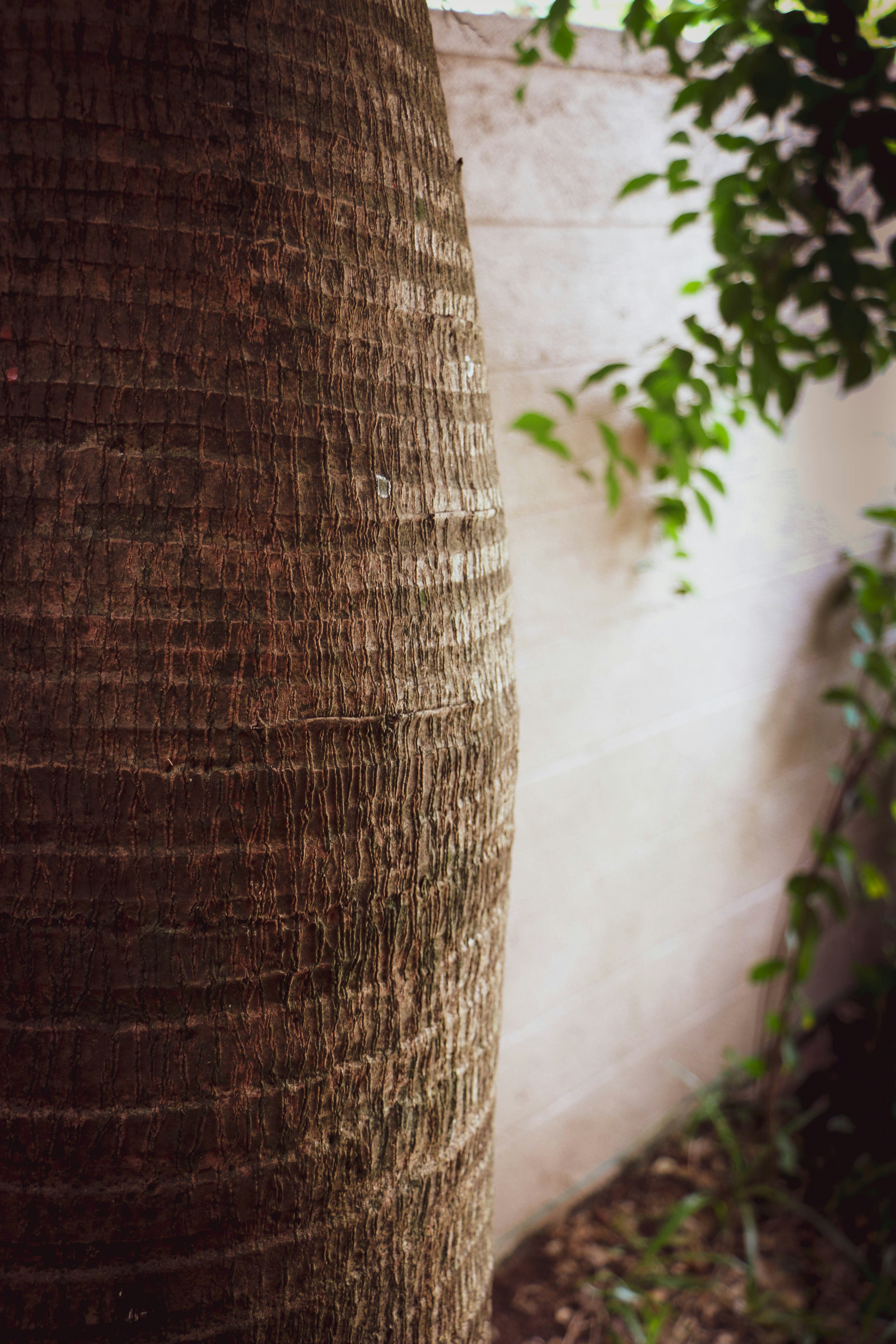 Rough Barked Sentinel: A Palm Trunk in Quiet Side Yard