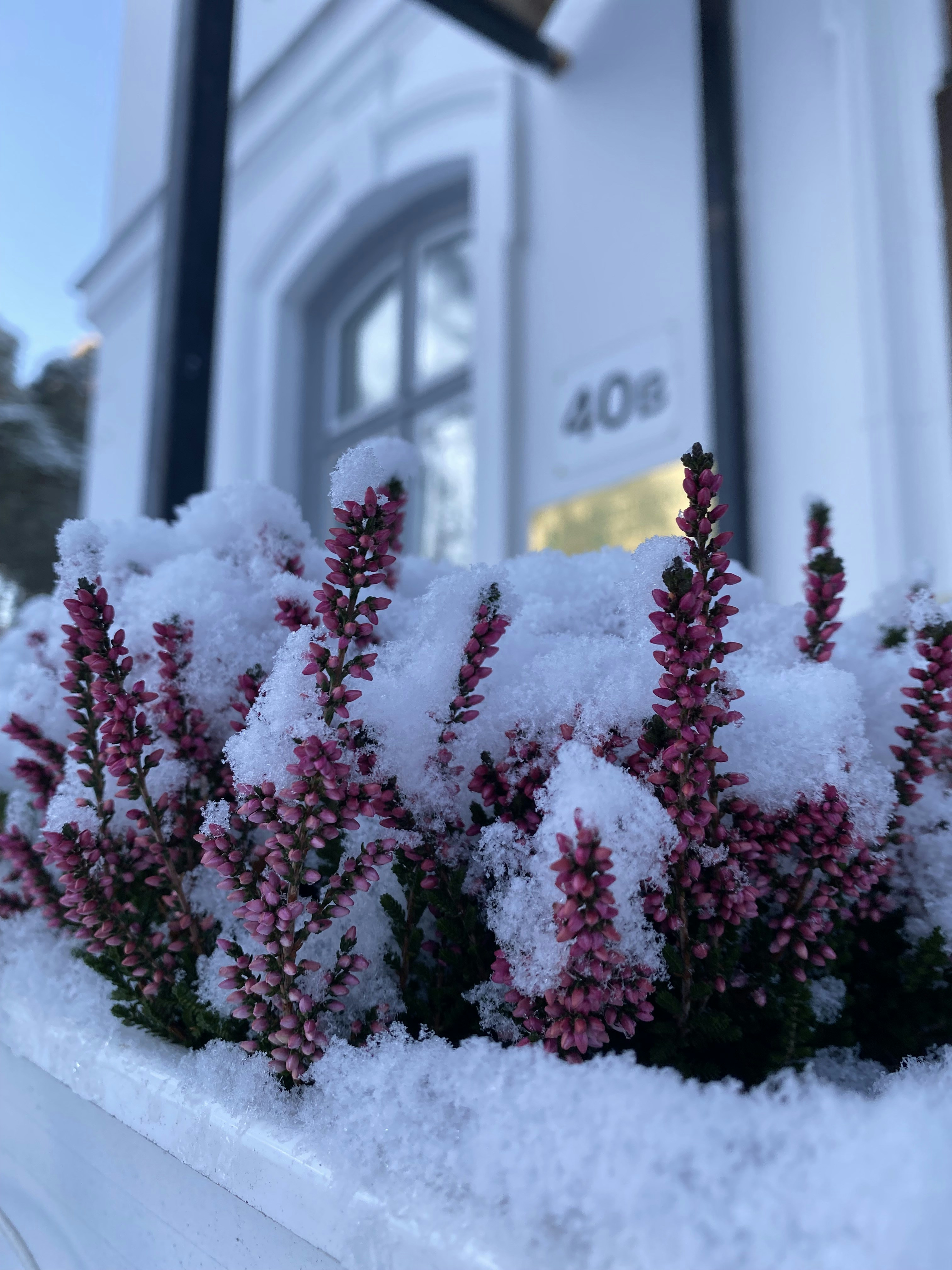 Snow-Covered Magenta Spikes Framing a Pale Streetfront