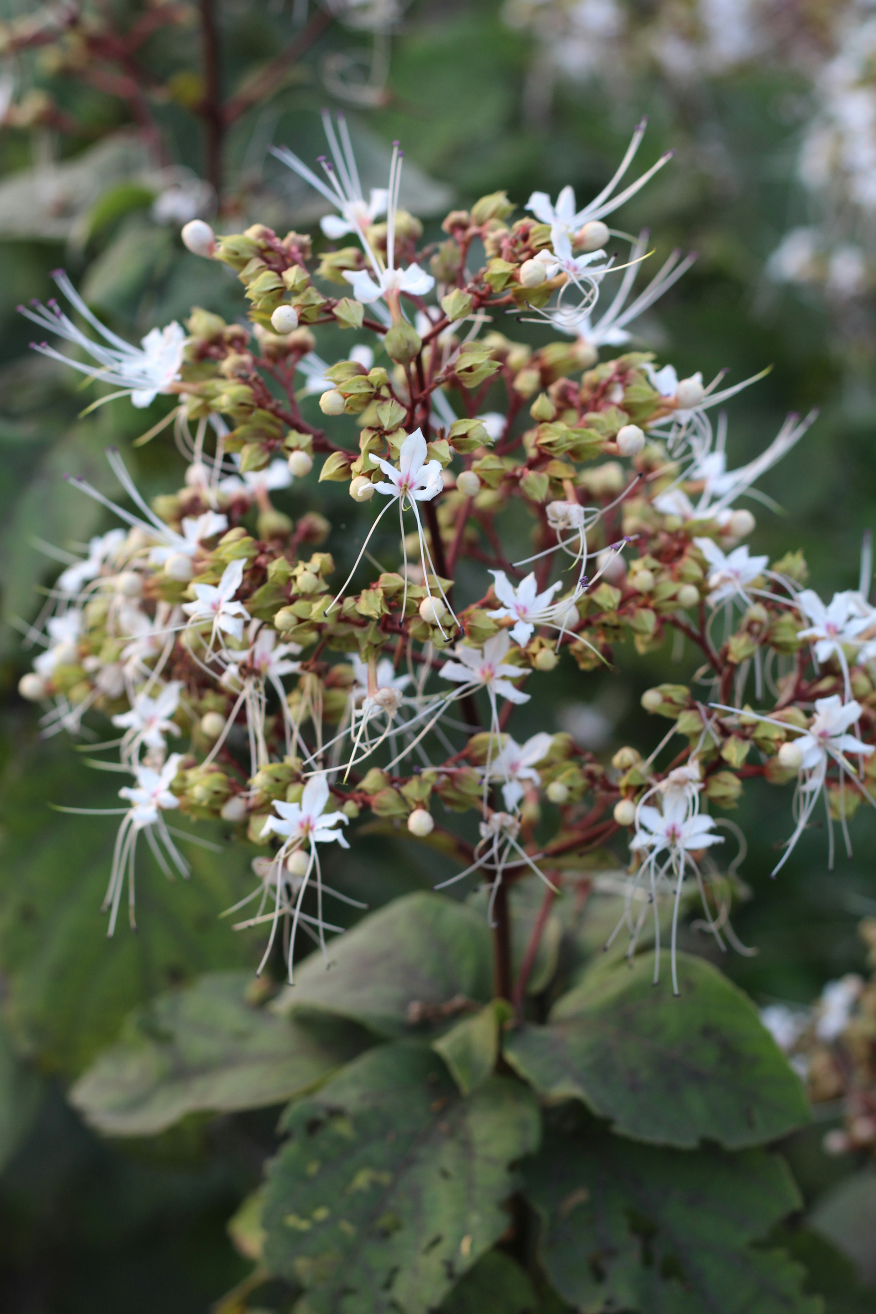 Starburst Bloom: White Floral Cluster on a Red-tinged Stem