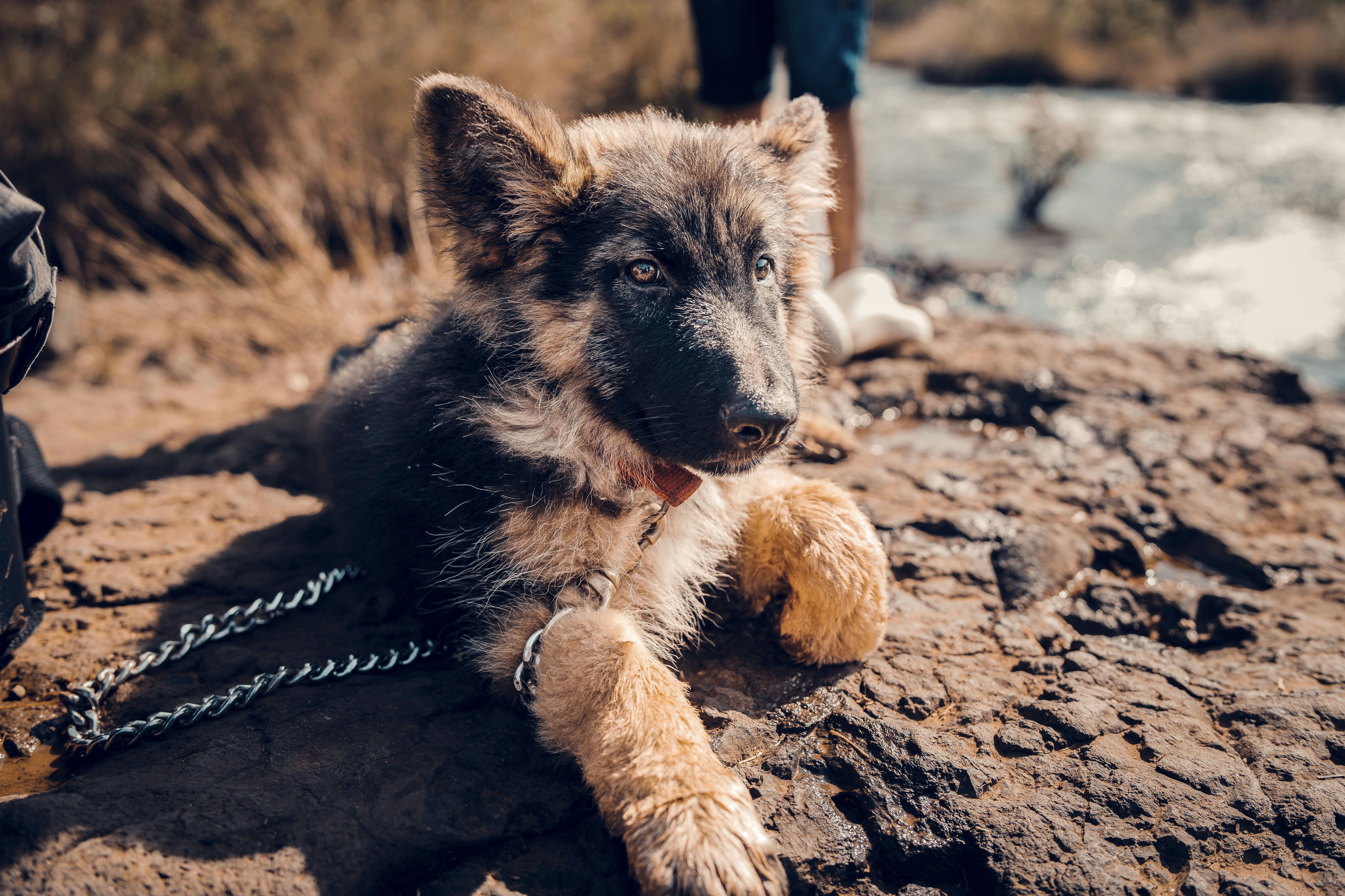 Riverbank Watch: A Scrappy German Shepherd Puppy at Rest on Sun-Warmed Rocks
