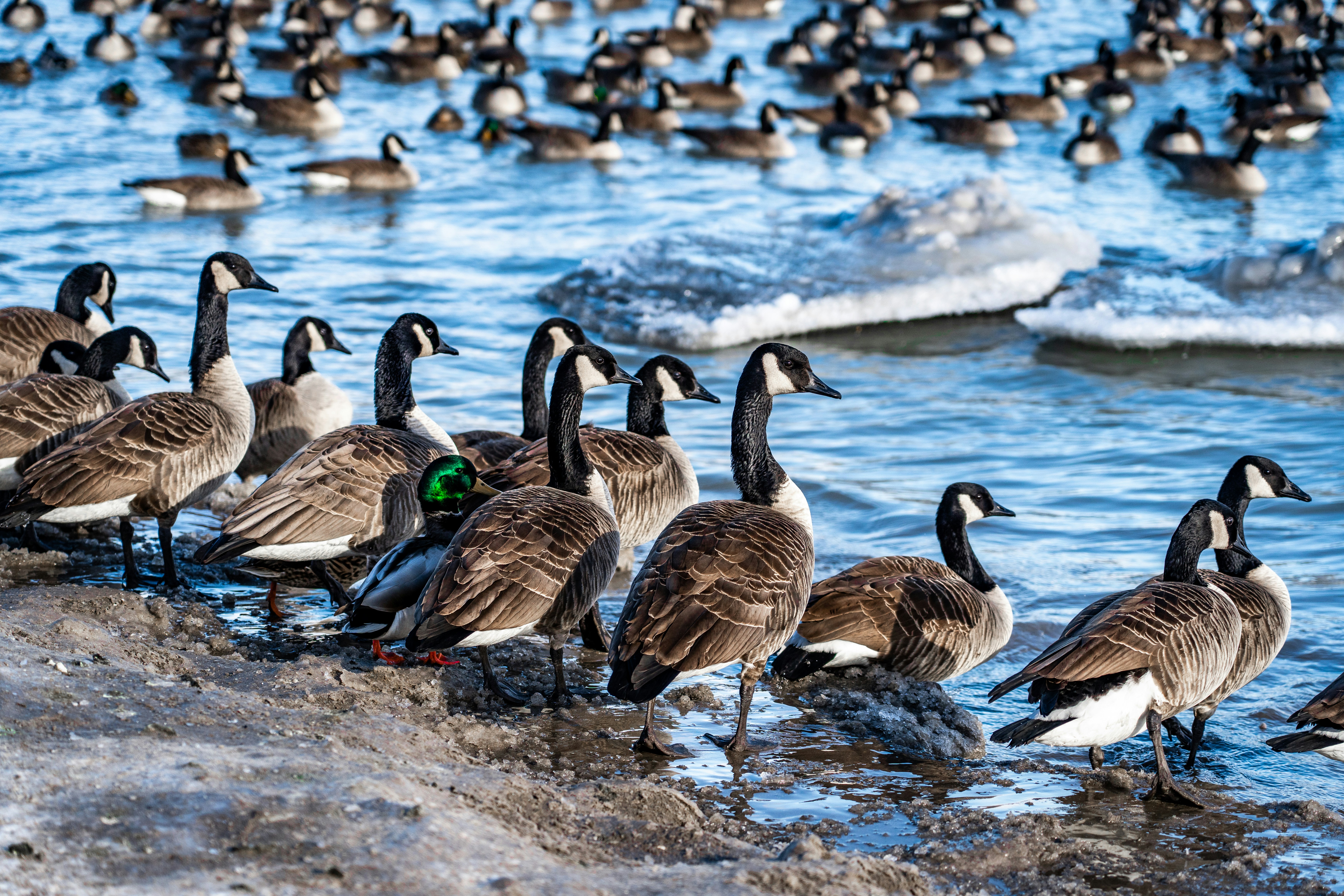 a single colorful mallard hanging out with some geese