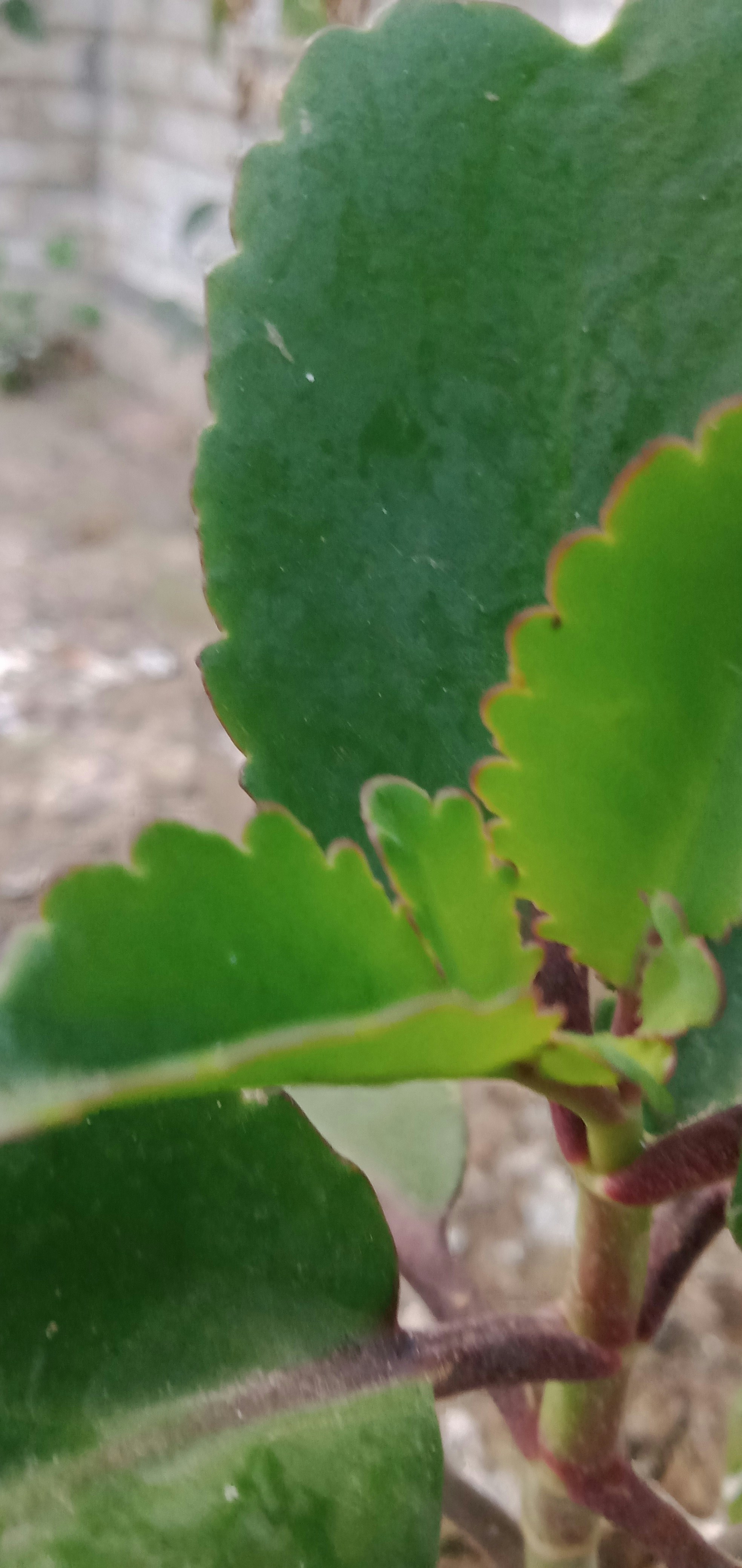 A close up of a green leaf on a plant photo – Free Pathorkuchi Image on ...