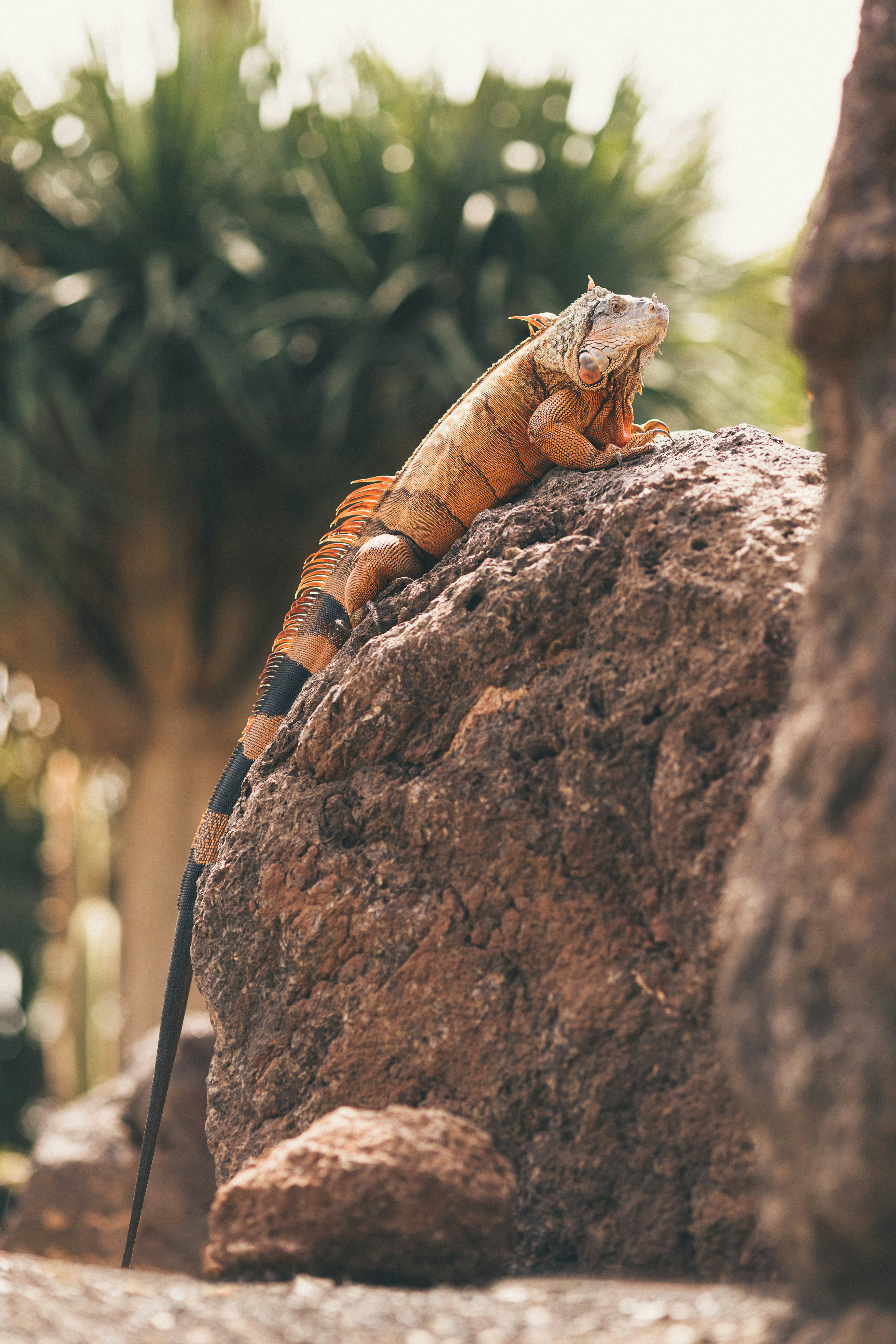 A large lizard sitting on top of a rock photo – Free Animal Image on ...