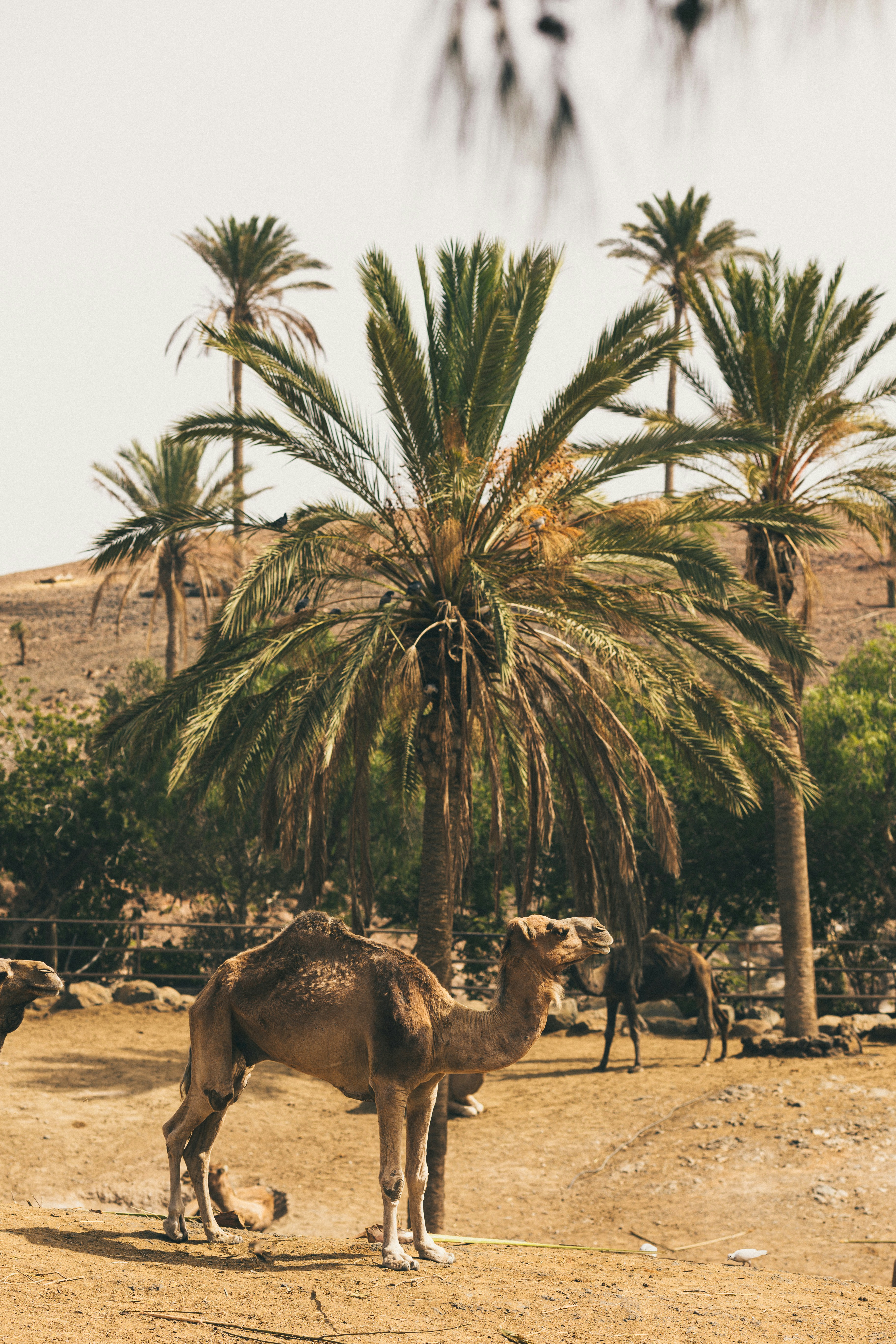 Desert Dwellers: Camels Among the Palms