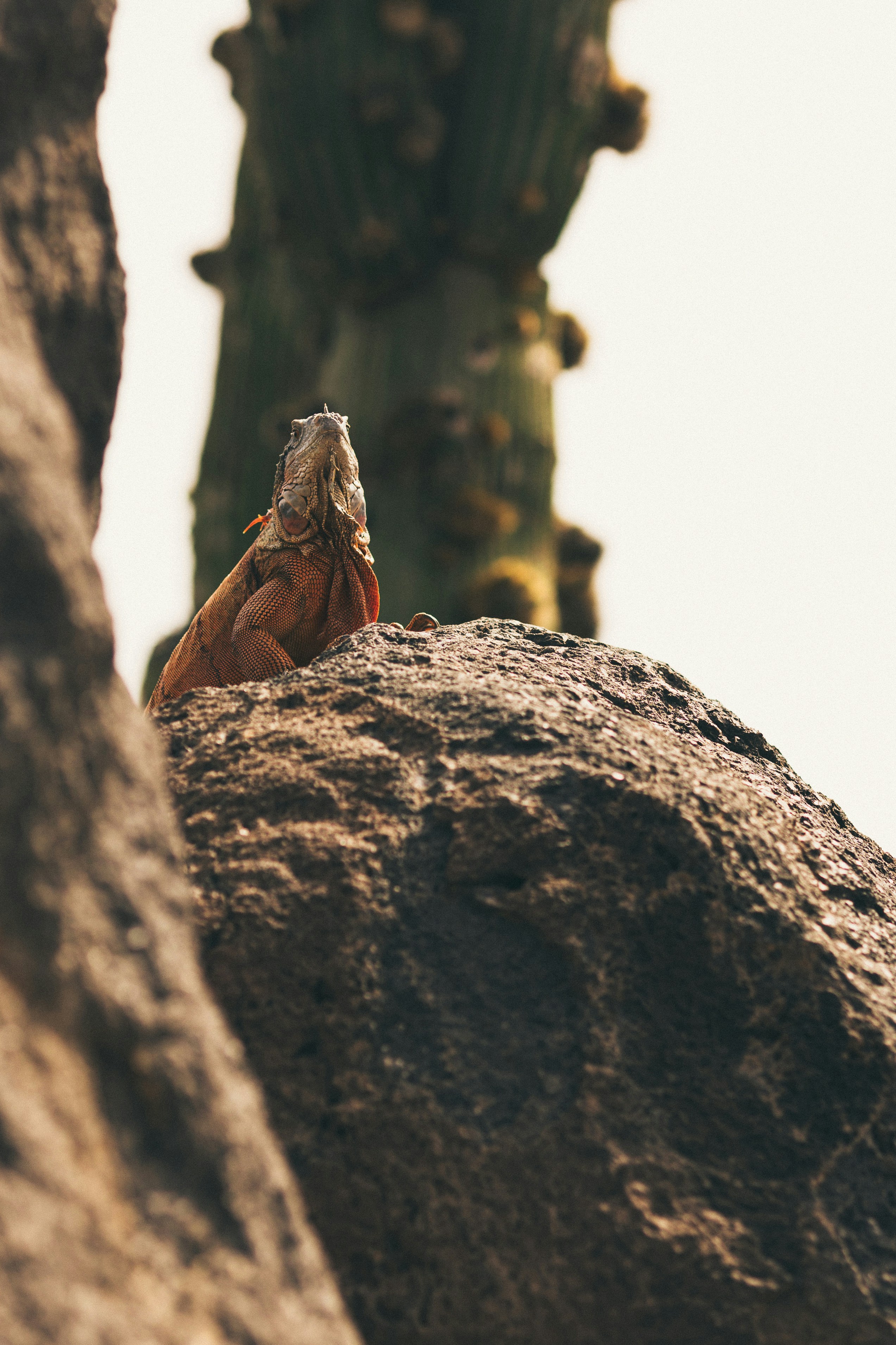 Lizard Sentinel Perched Above a Sunlit Desert Rock