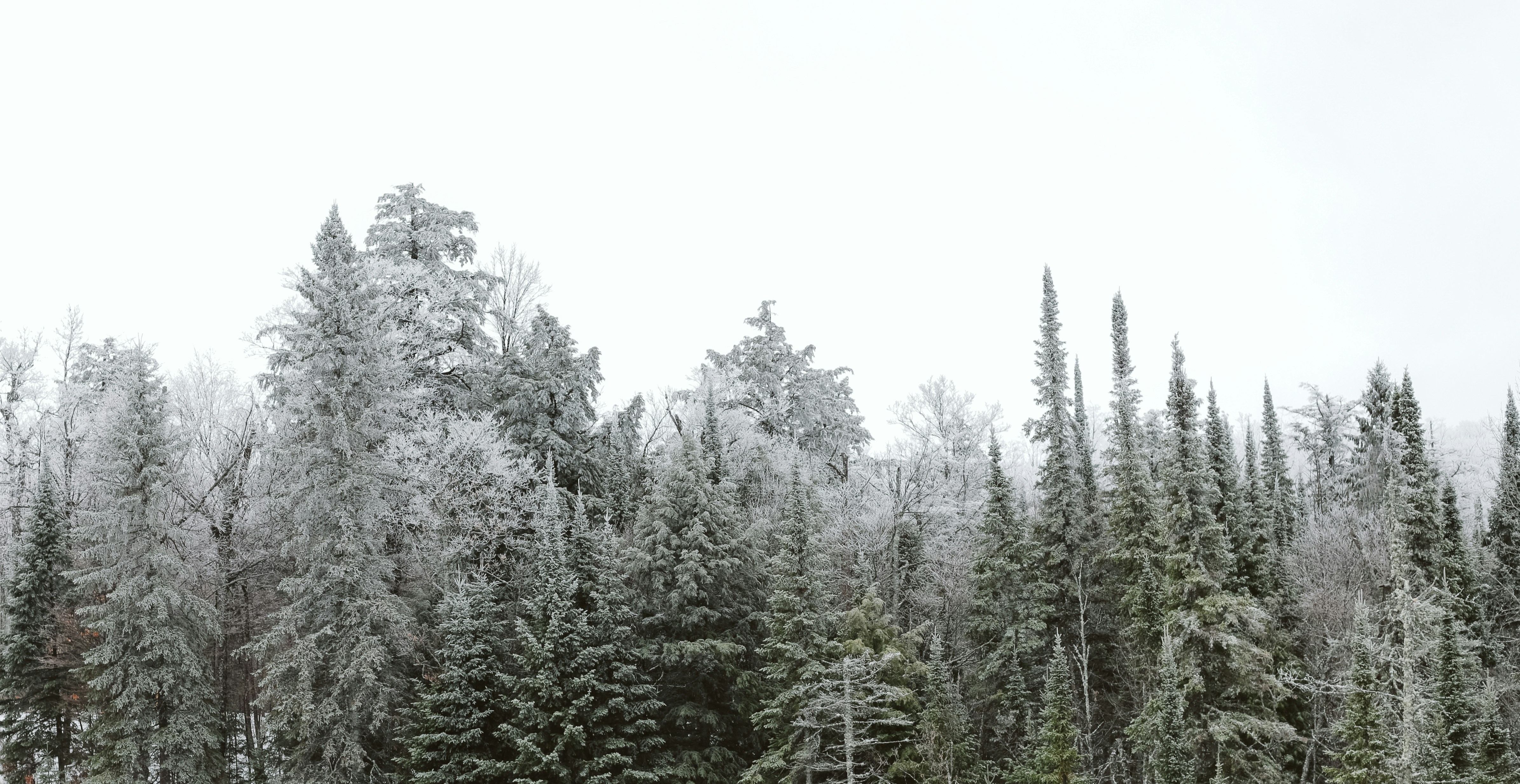 Frost-Laced Pines Against a Bleached Winter Sky