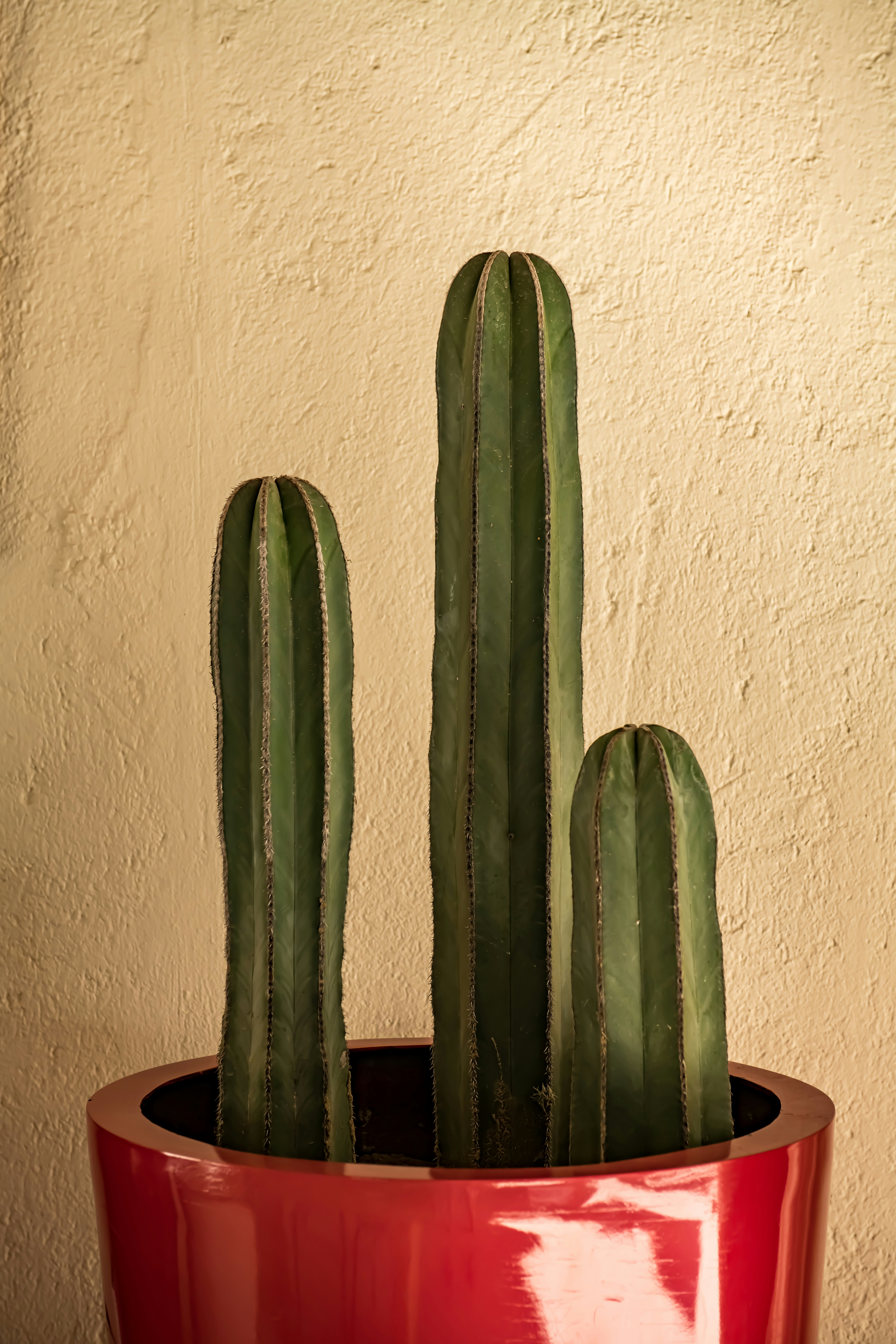 Three Green Spires Rising from a Crimson Pot