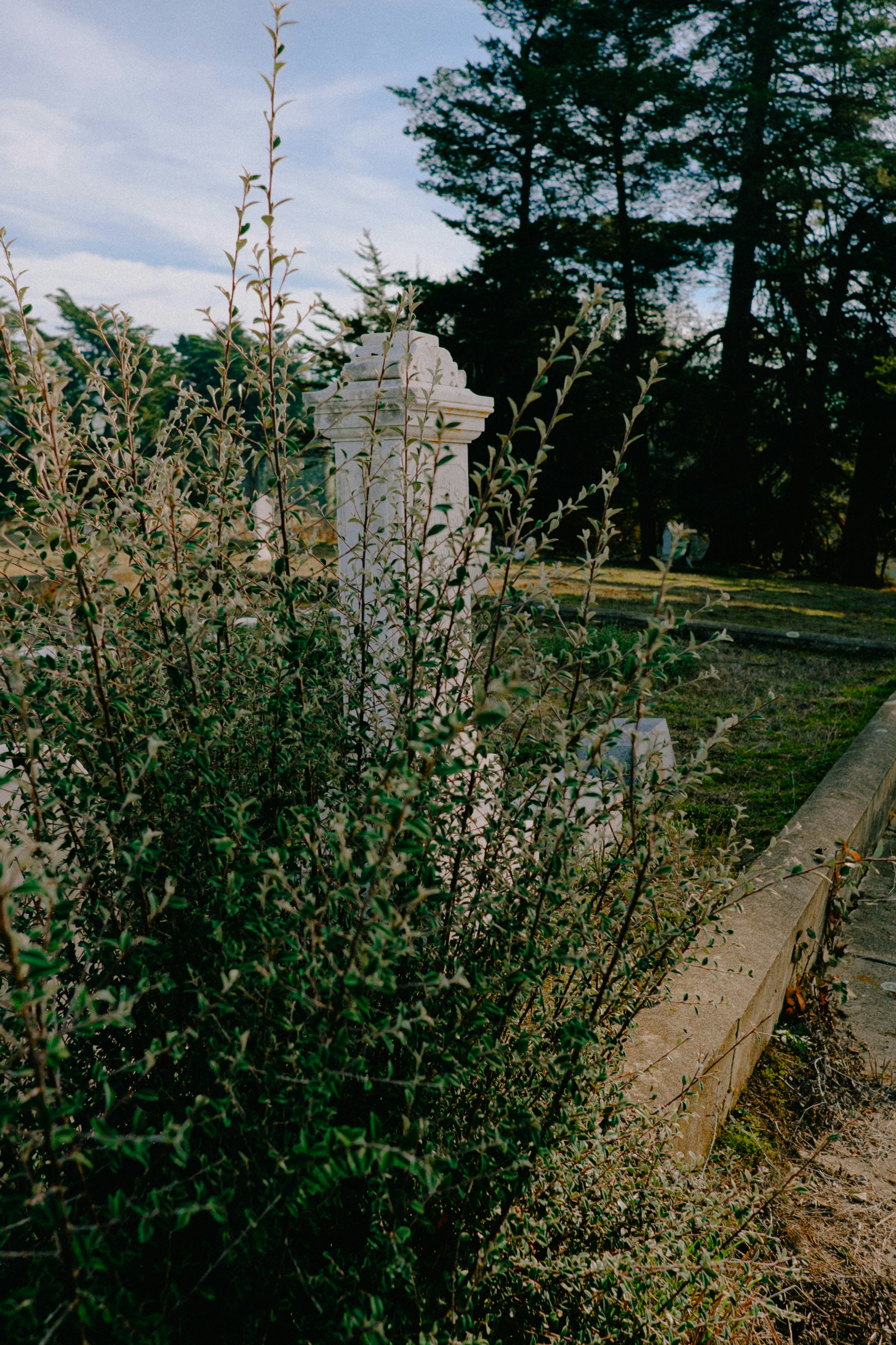 a bush is next to a stone pillar