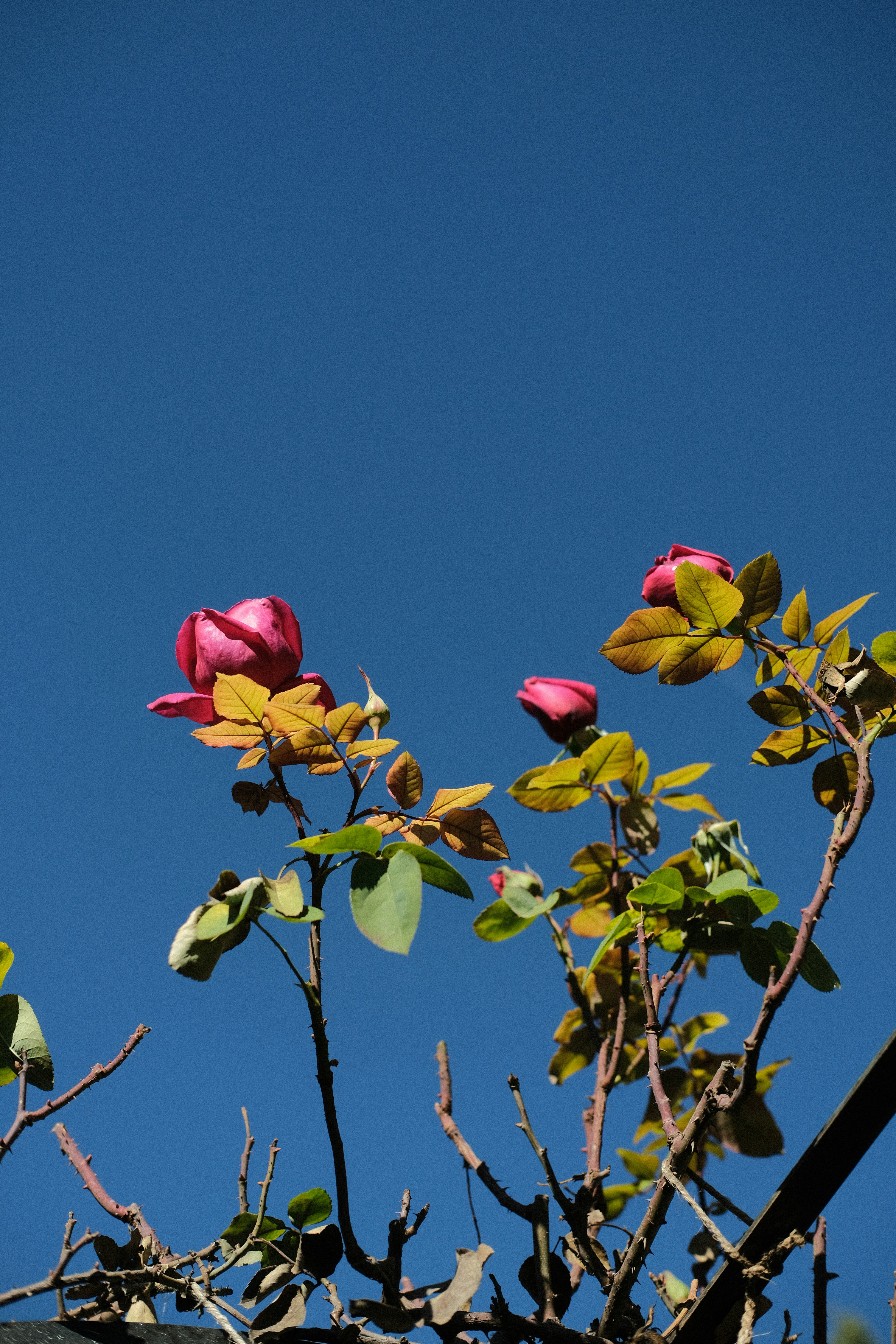 Crimson Buds Against a Cerulean Sky