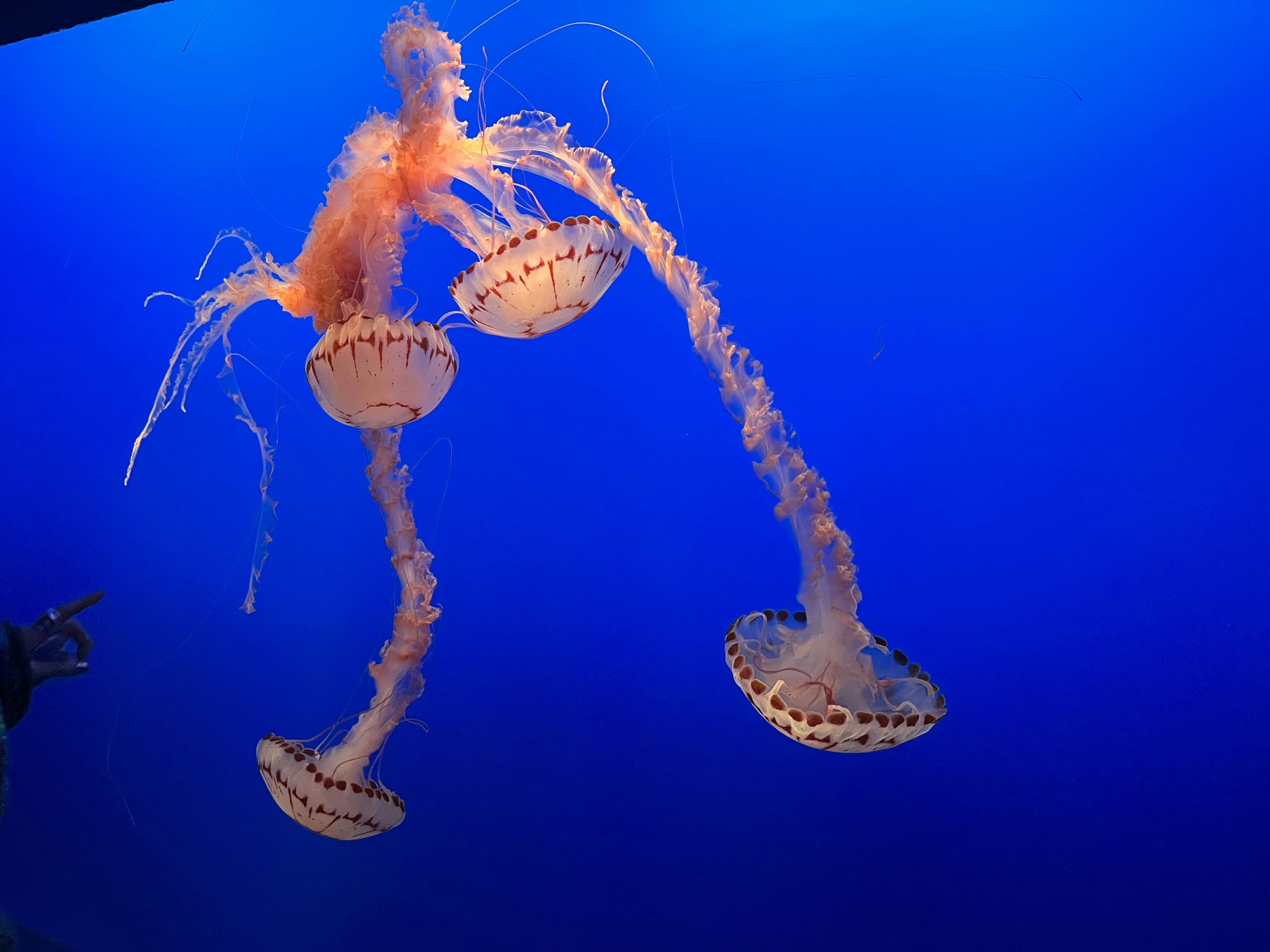 Elegance in Motion: The Dance of Jellyfish