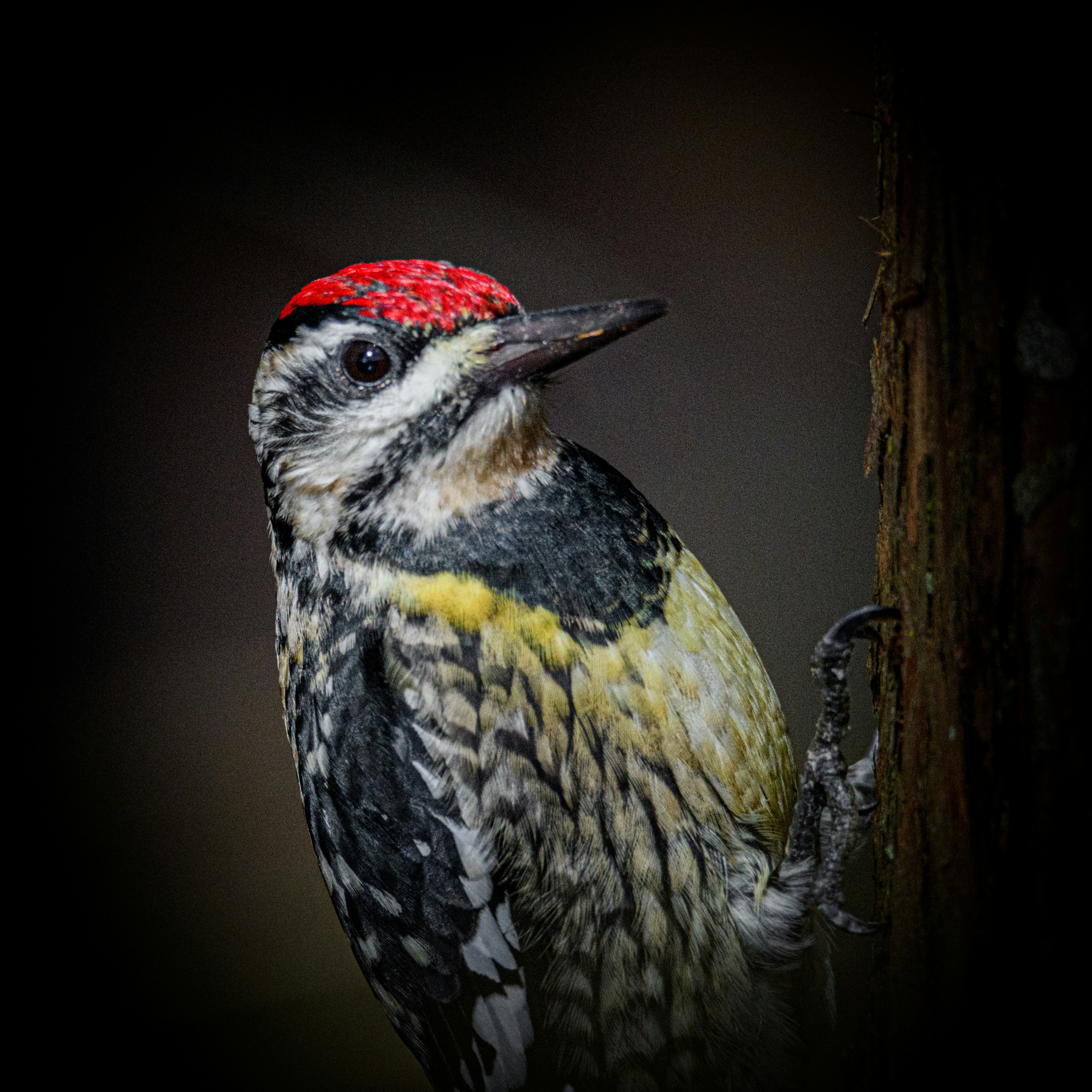 Red-crowned Woodpecker in Low Light Cling to Tree