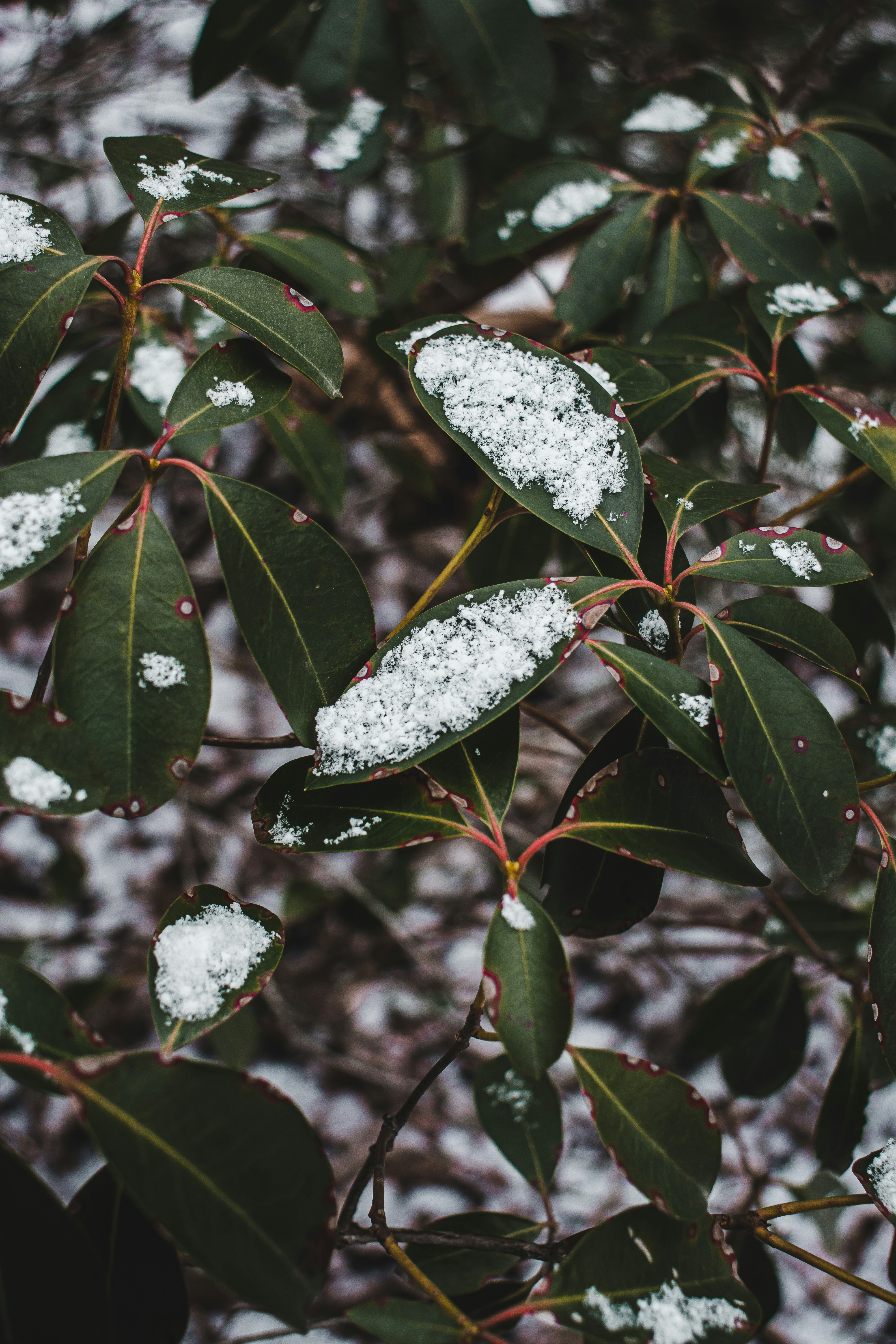 Snow-stitched Leaves: A Detailed Close-Up of Winter on Evergreen Foliage