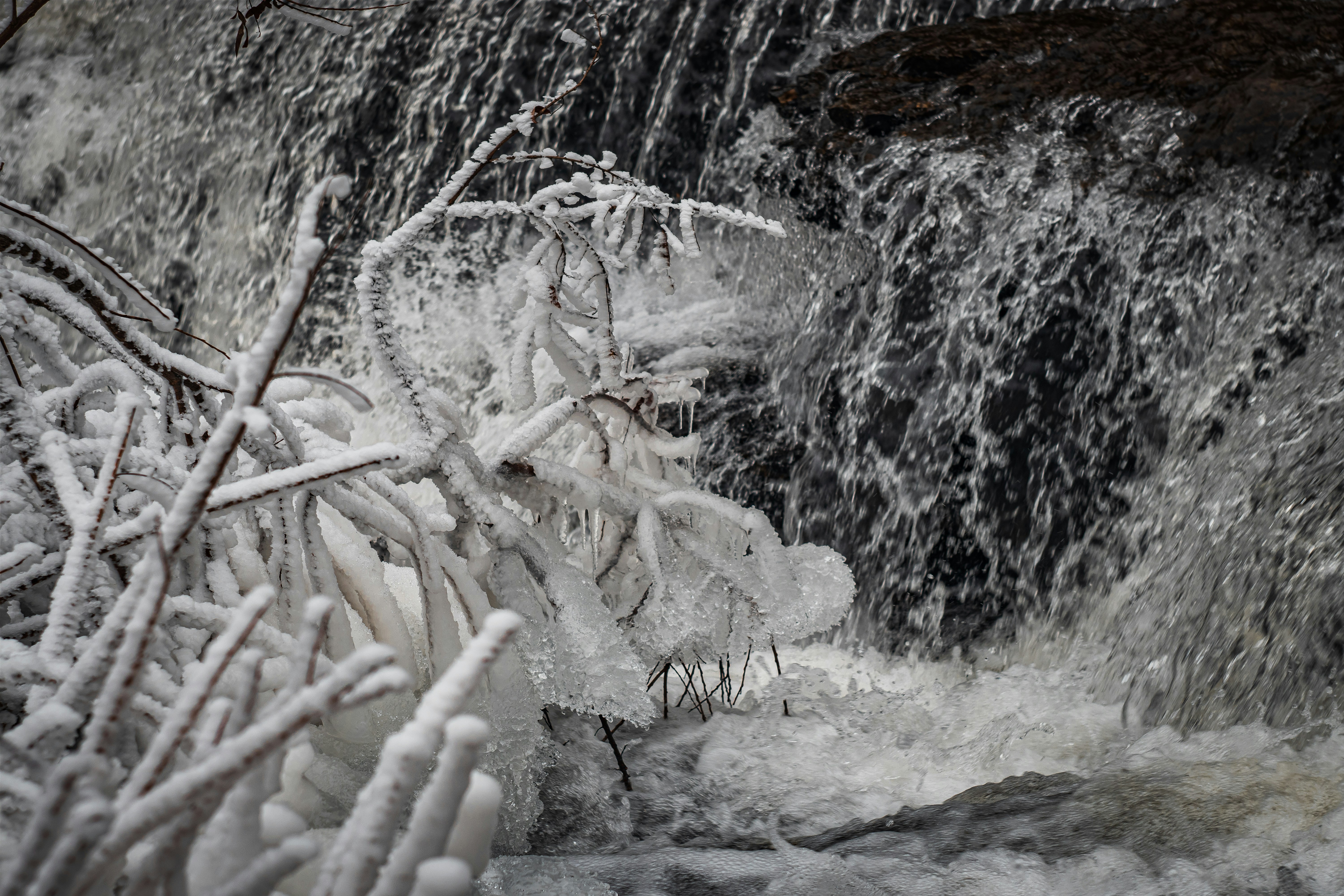 Frozen Cascade: A Tangle of Icy Branches by the Rippling Brook