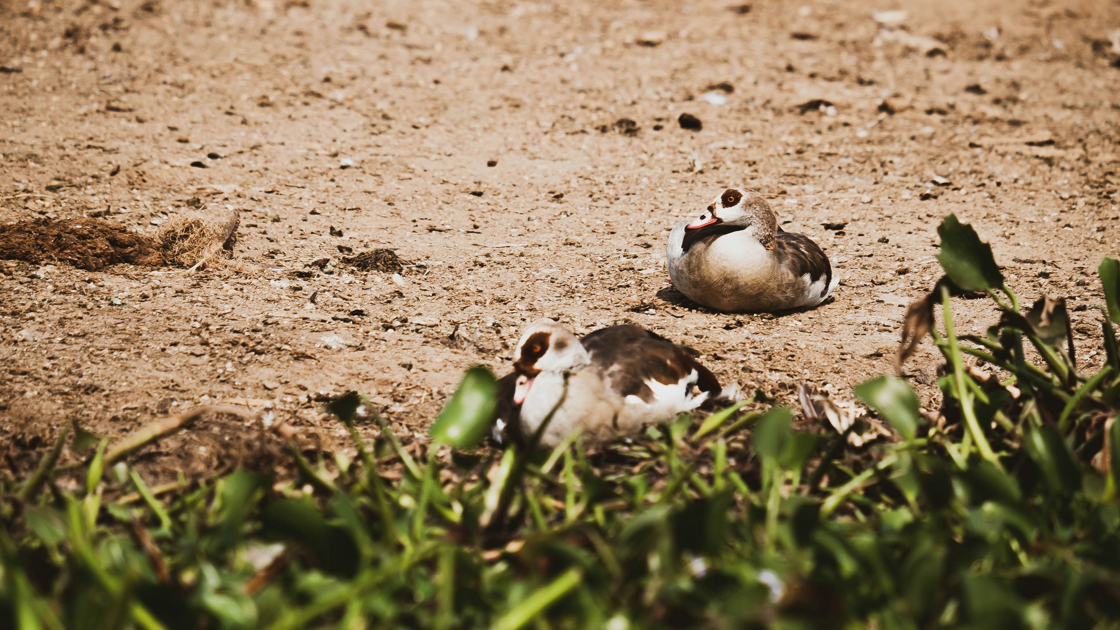 Sunlit Sand, Quiet Pause: Two Sandpipers Rest at the Shoreline Fringe
