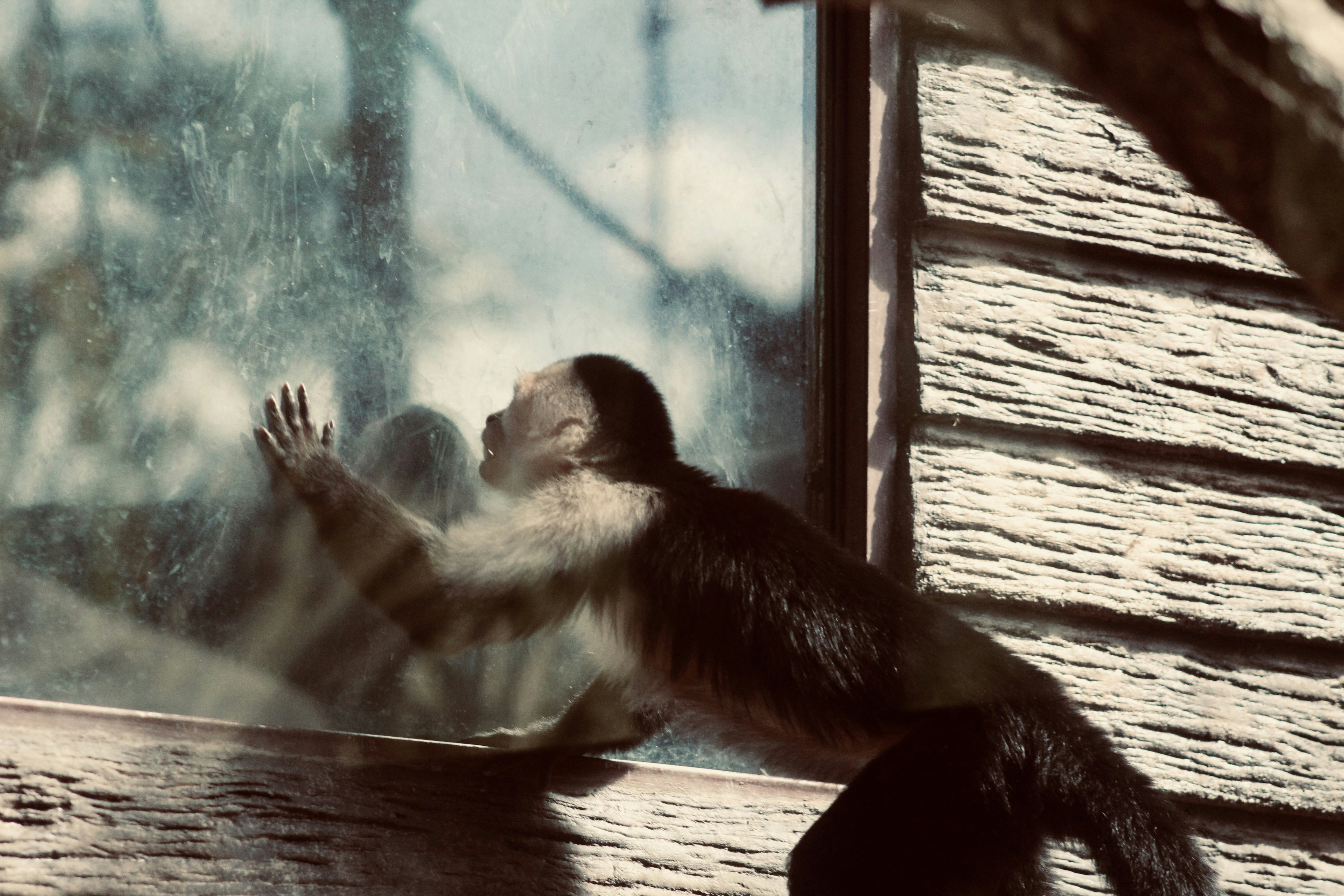 Suction of curiosity: a young primate investigates a reflection