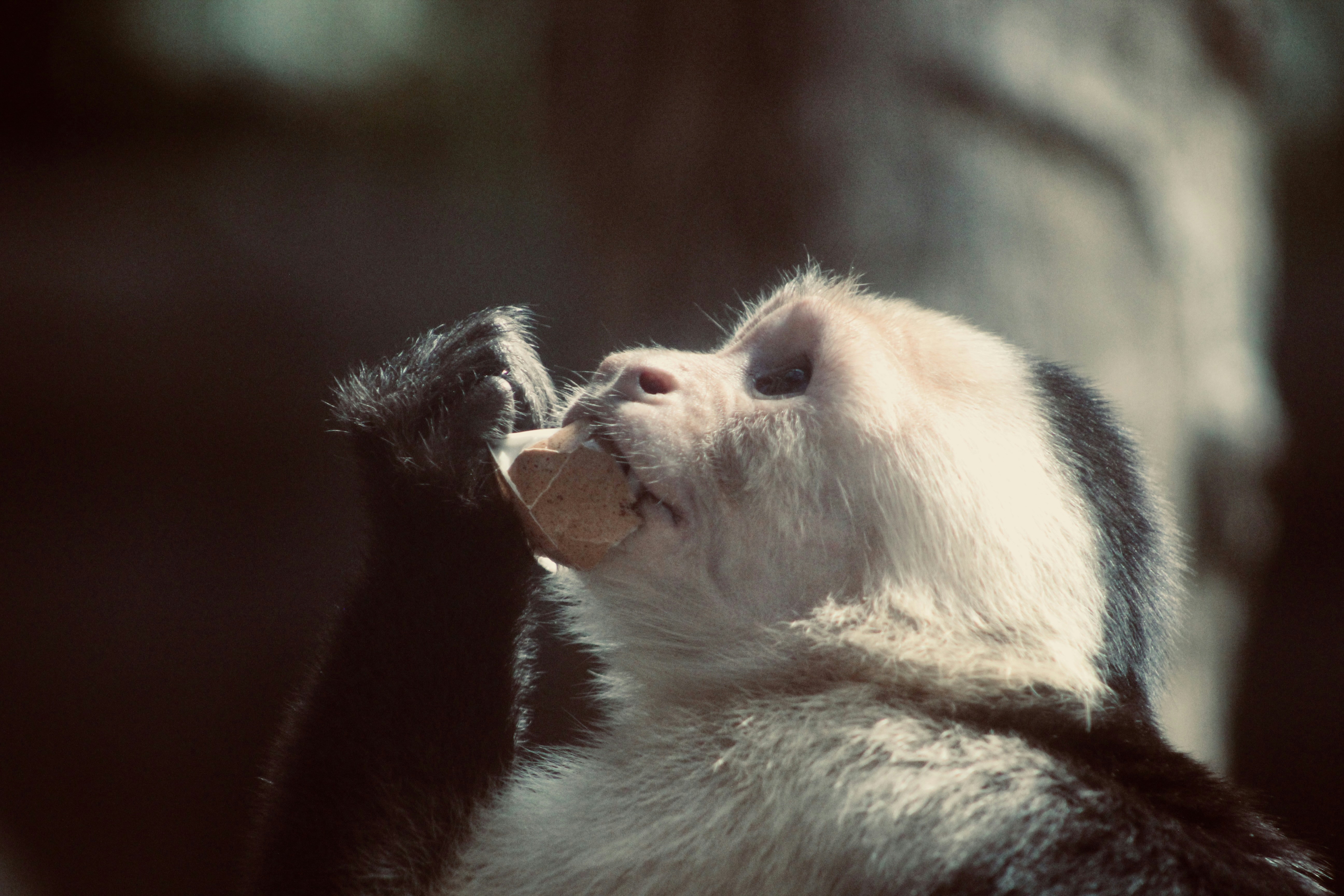 Panda Muse: A Silent Snack Under Gentle Light
