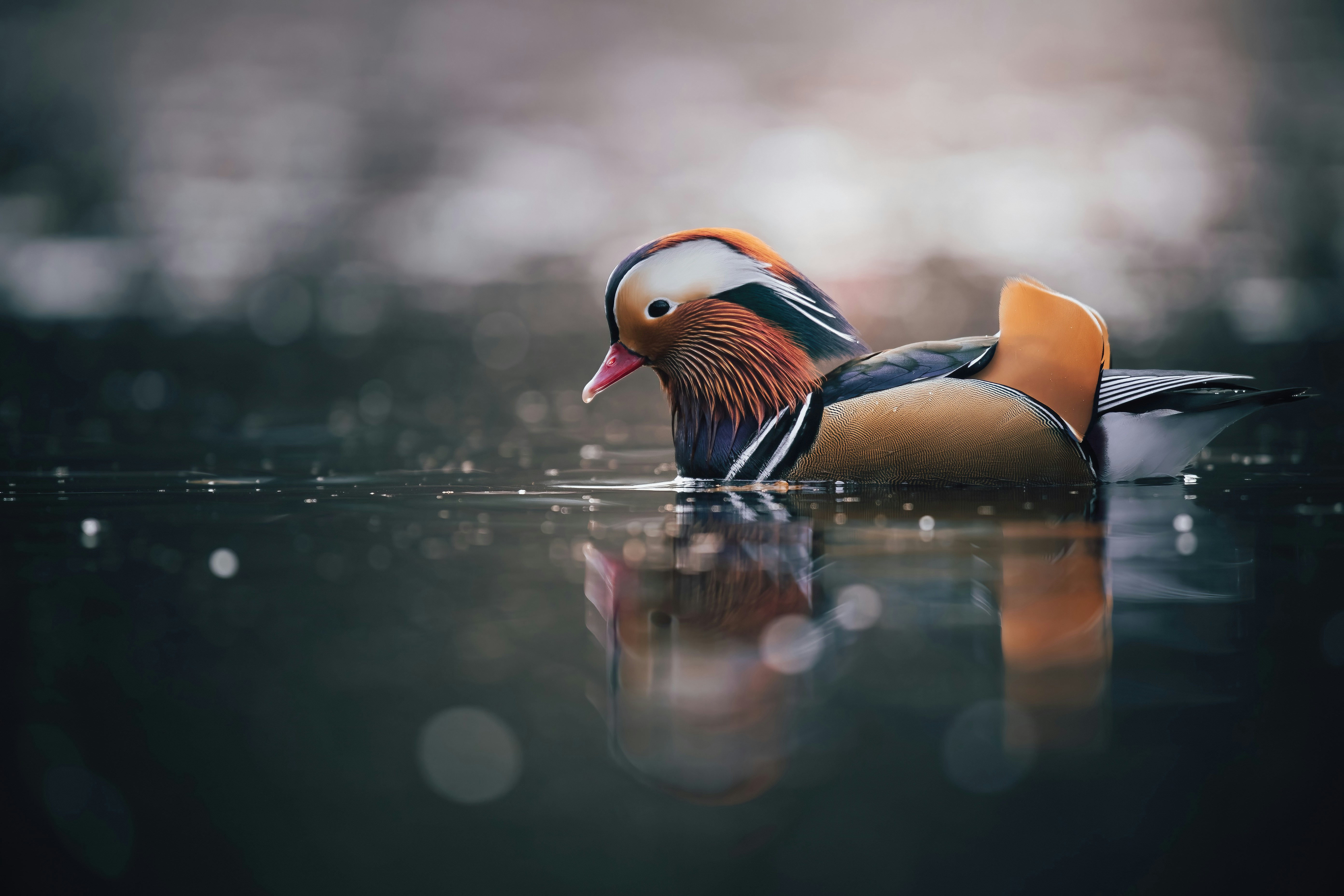 Mandarin duck ✓ follow me on Instagram: instagram.com/dkomov ✓ downloads more in my site: dkomov.com