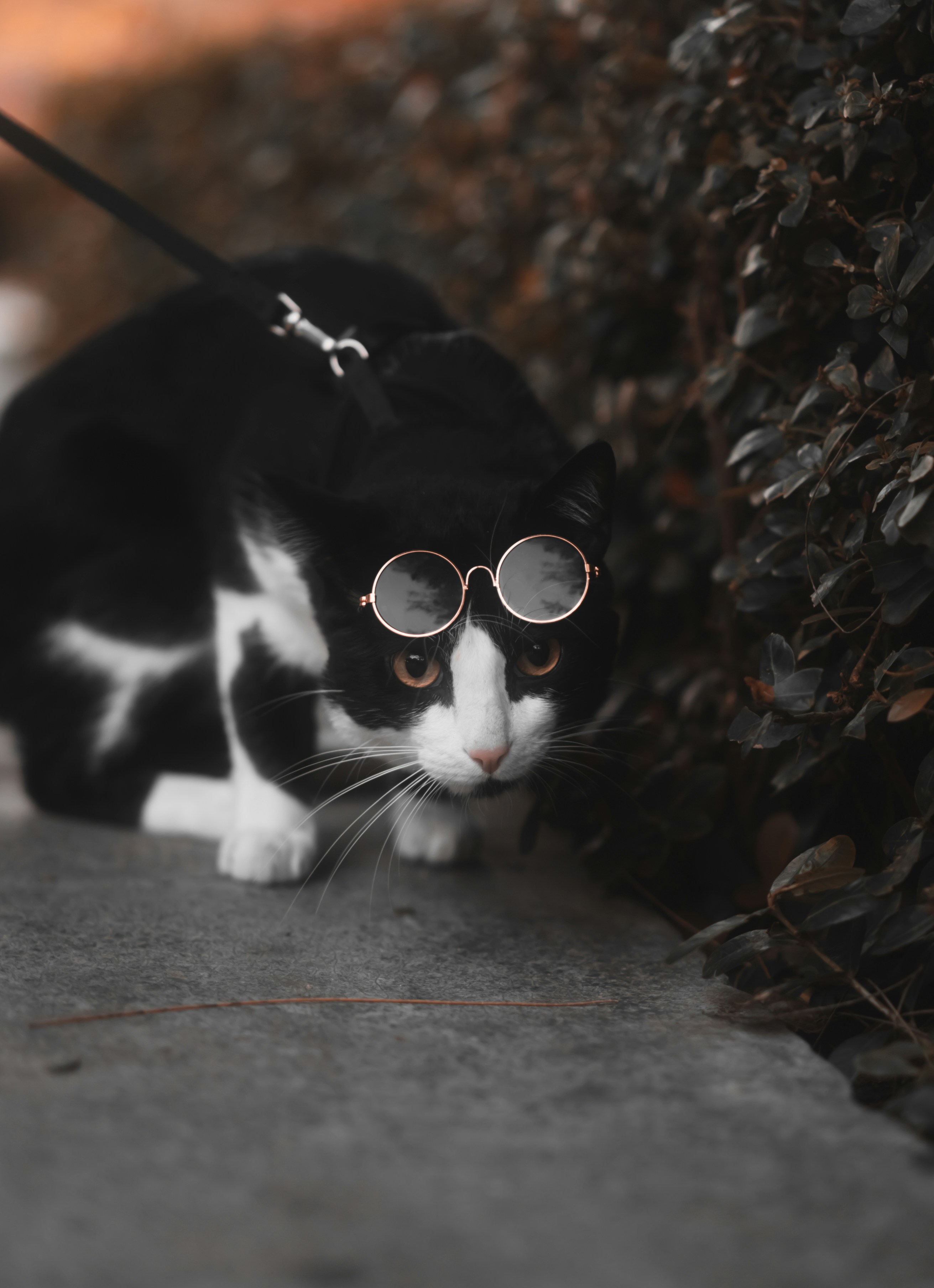 Monocled Cat on the Curb: A Quiet Stalk by the Hedge
