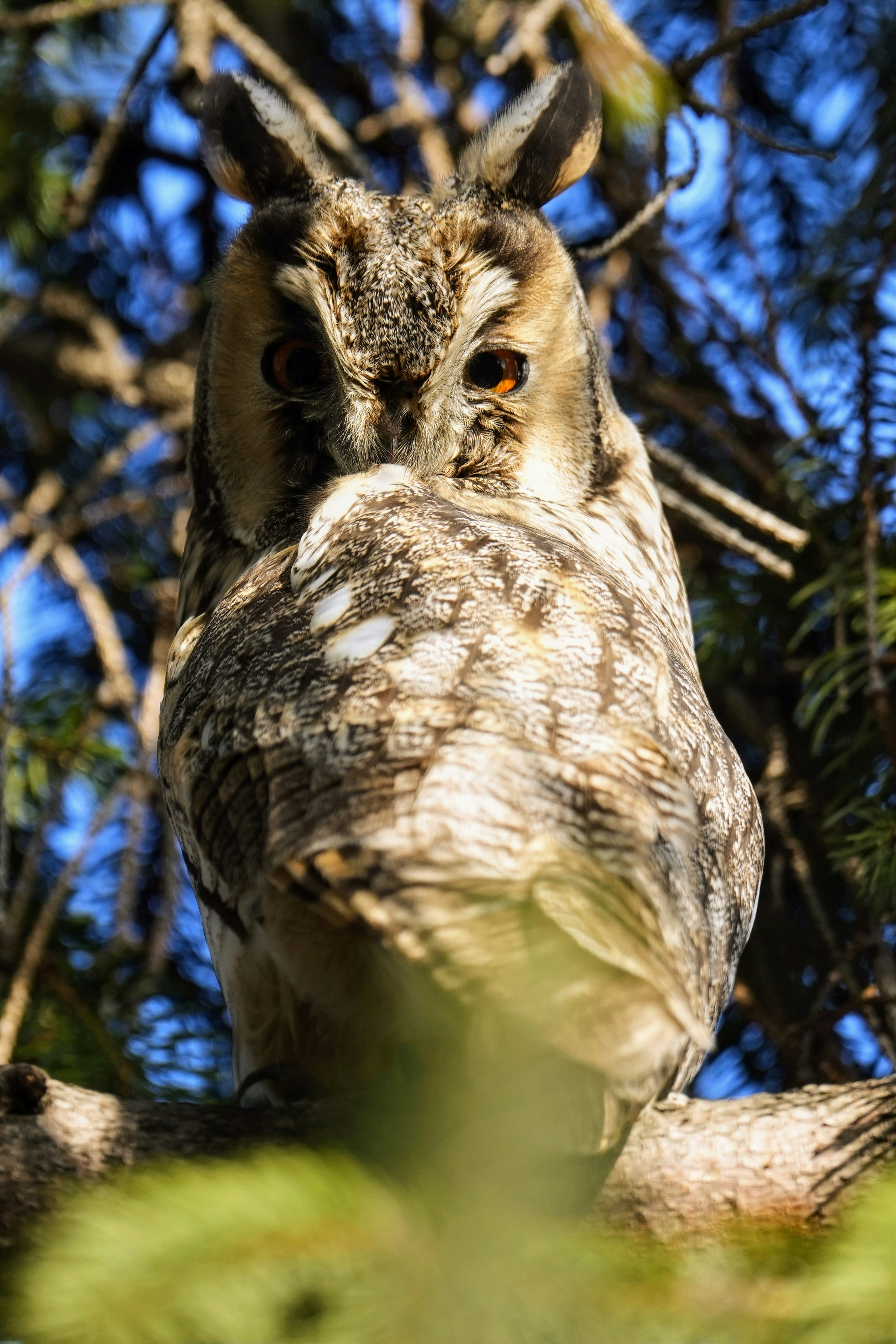 Photo by Gelu Iancu with Sony Alpha 1