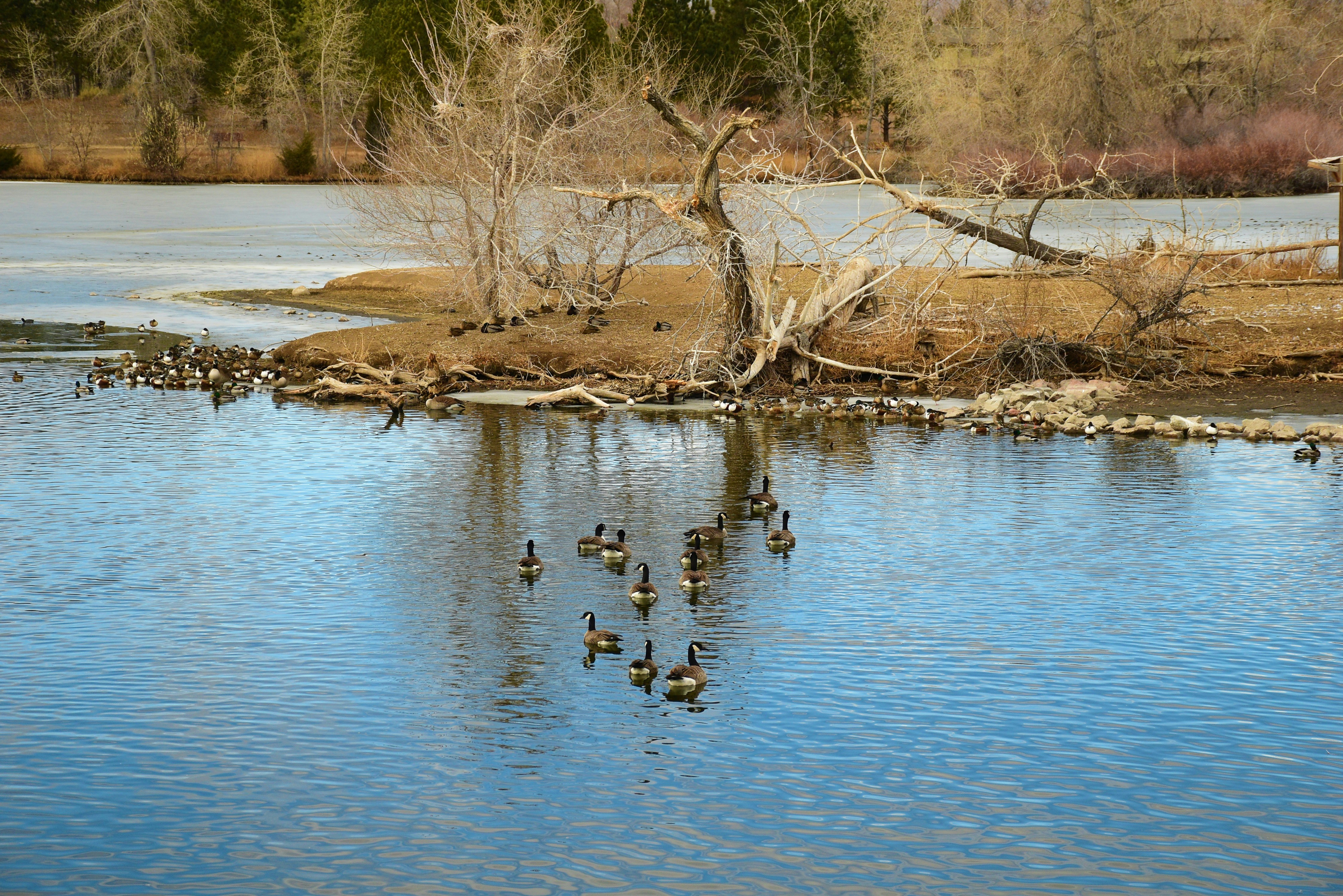 Ducks Drift Past a Weathered Fallen Tree on a Calm Lakescape