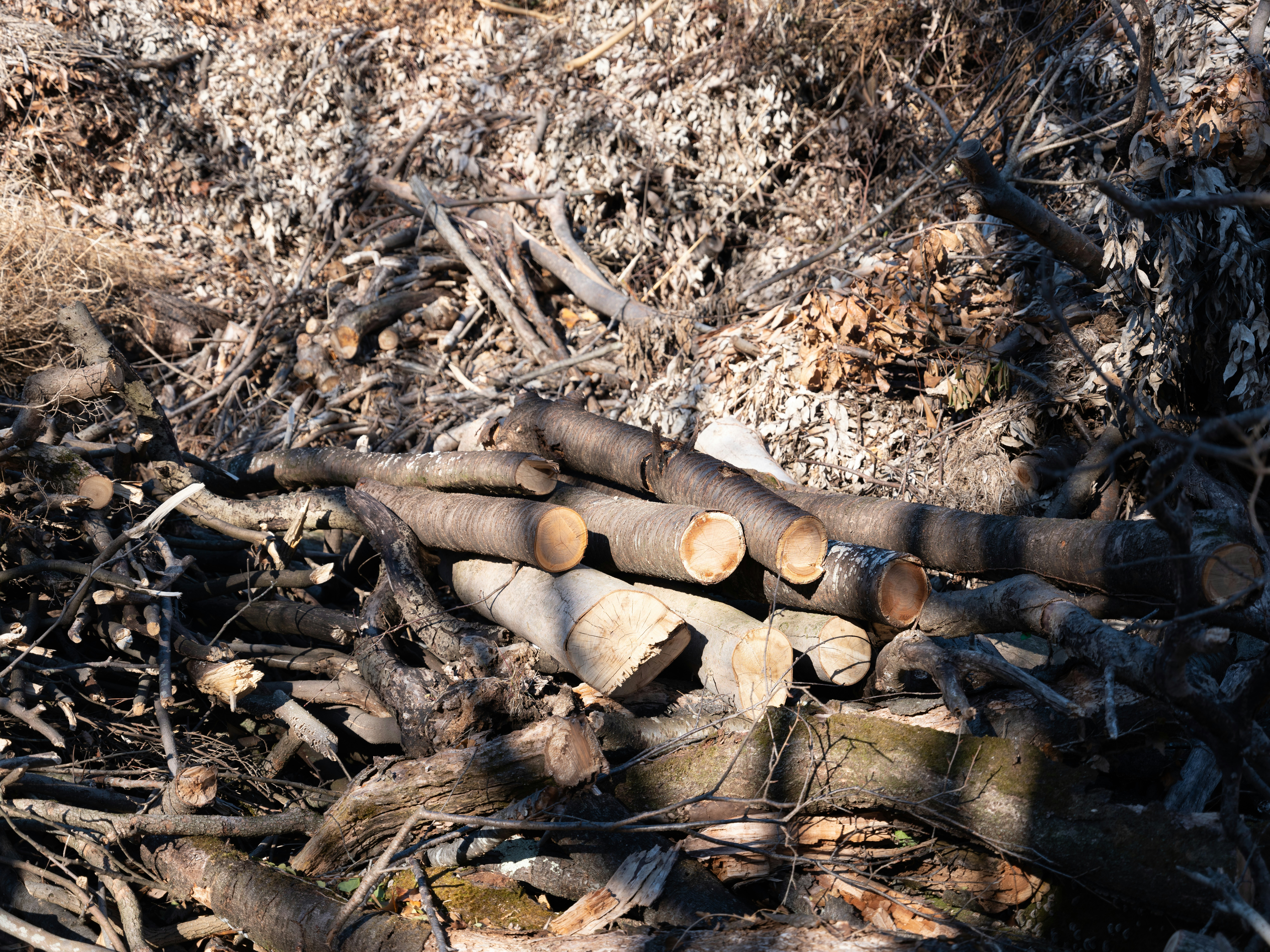 Nature's Discarded Treasures